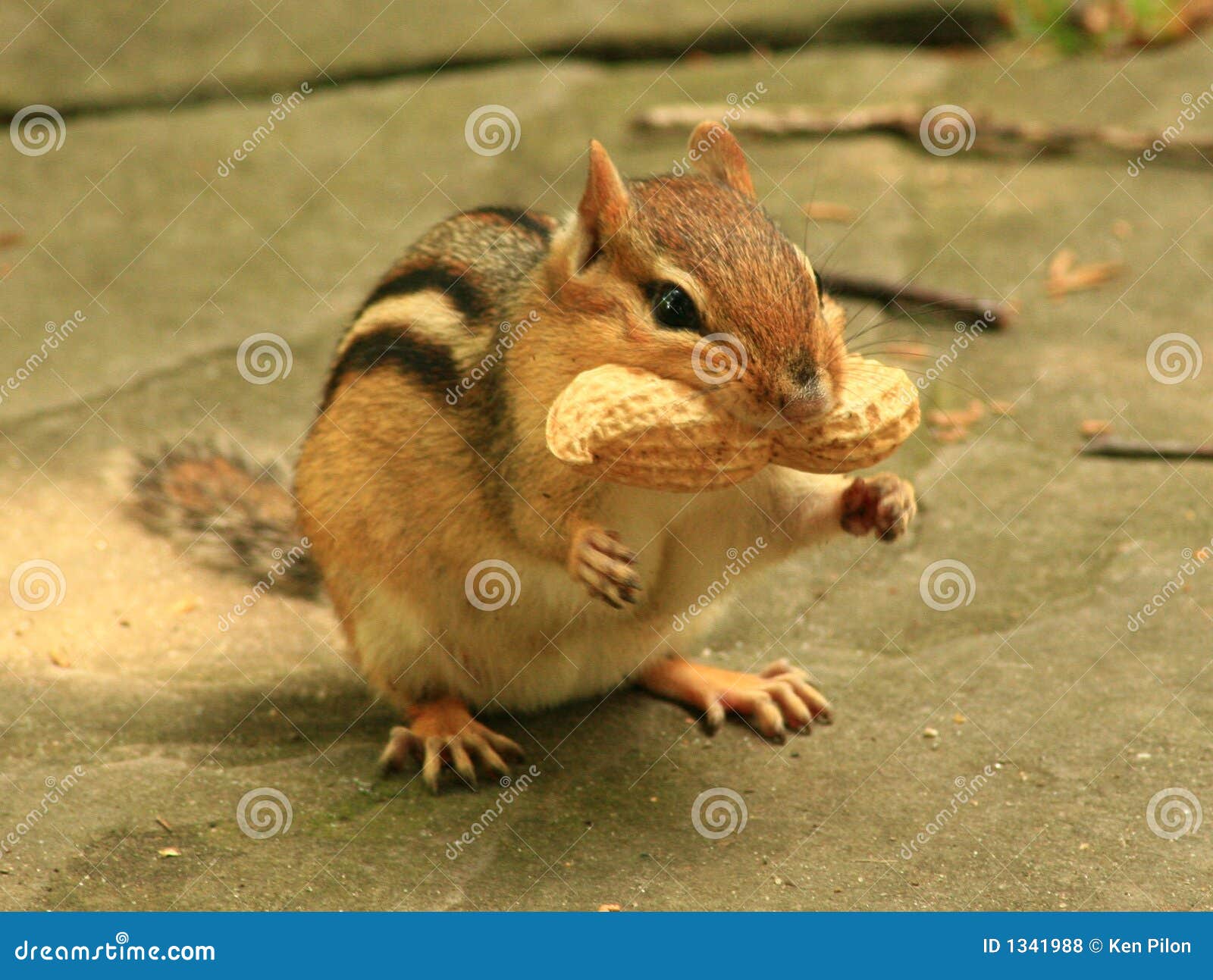 Chipmunk Humor stock photo. Image of chipmonk, squirrel - 1341988
