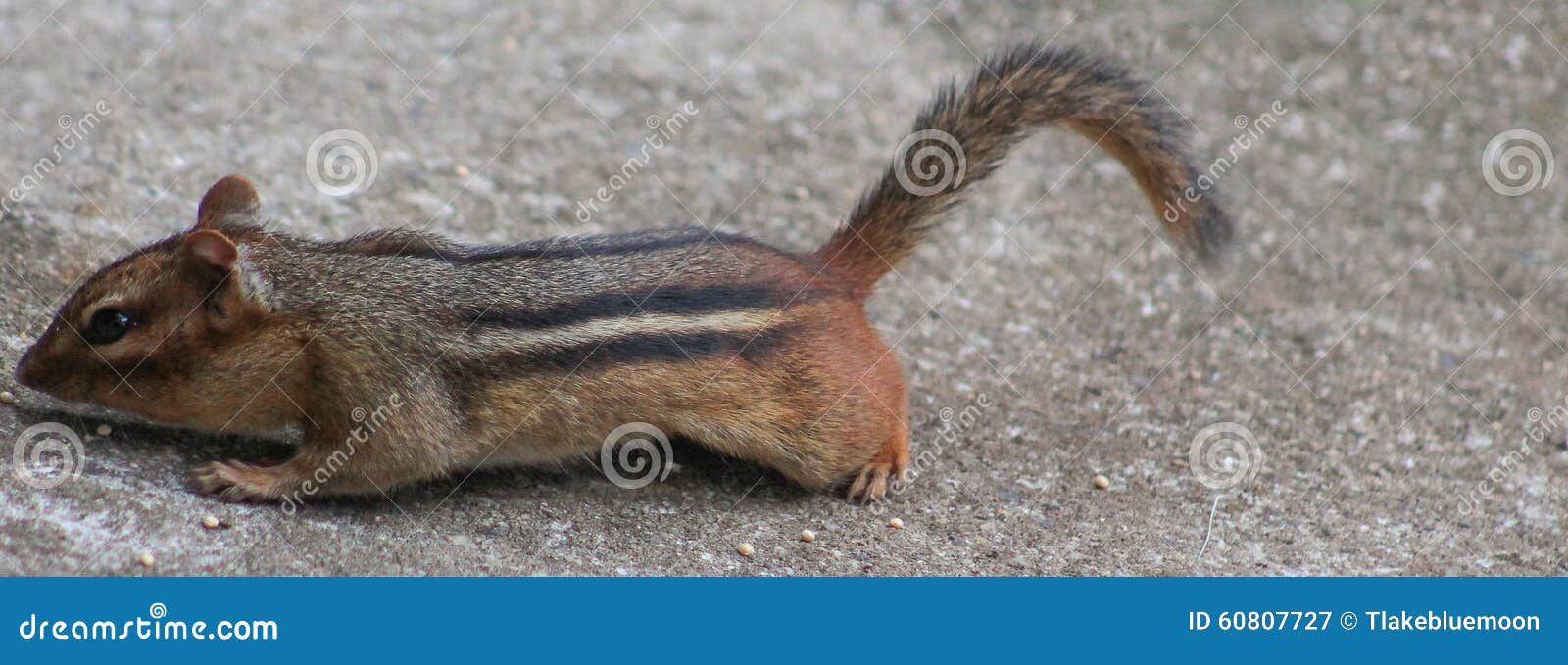 Chipmunk hunting stock image. Image of north, brown, chipmunk - 60807727