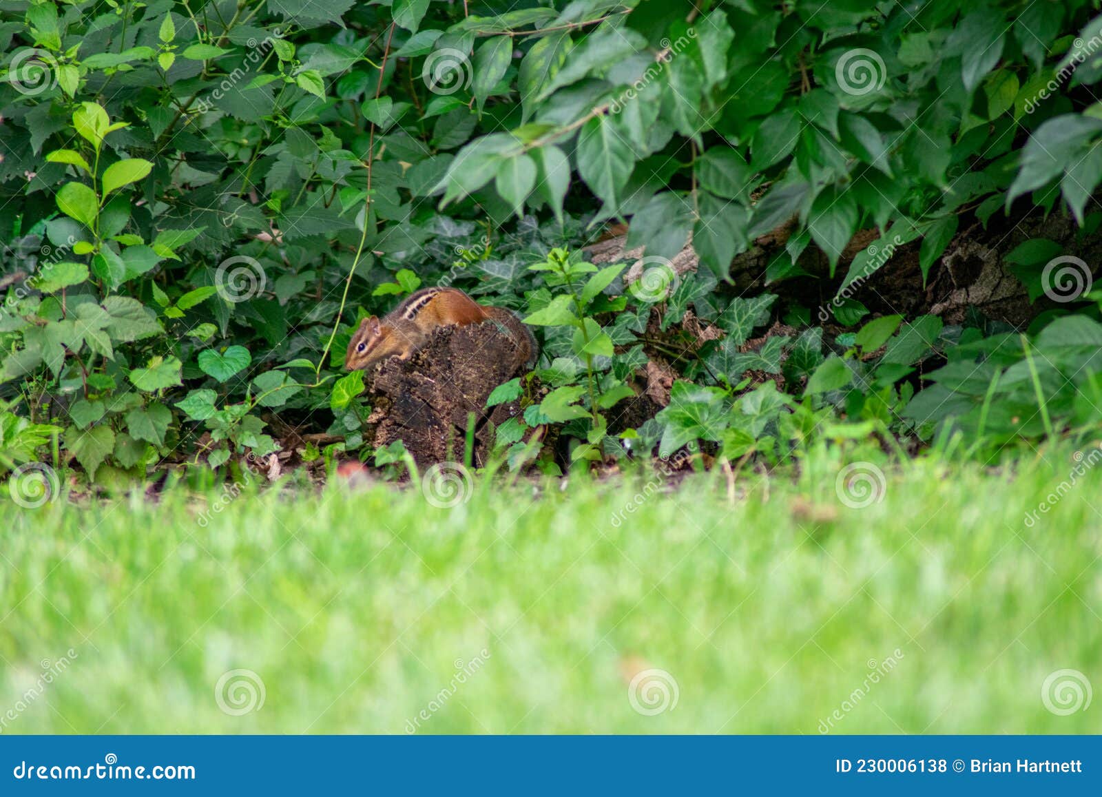 A Chipmunk Laying on a Stump Stock Photo - Image of cheek, attentive ...