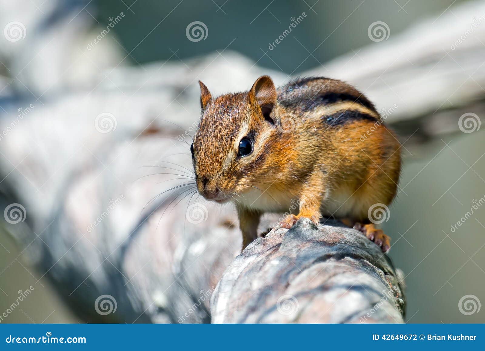 Chipmunk stock photo. Image of chipmunks, animal, nature - 42649672