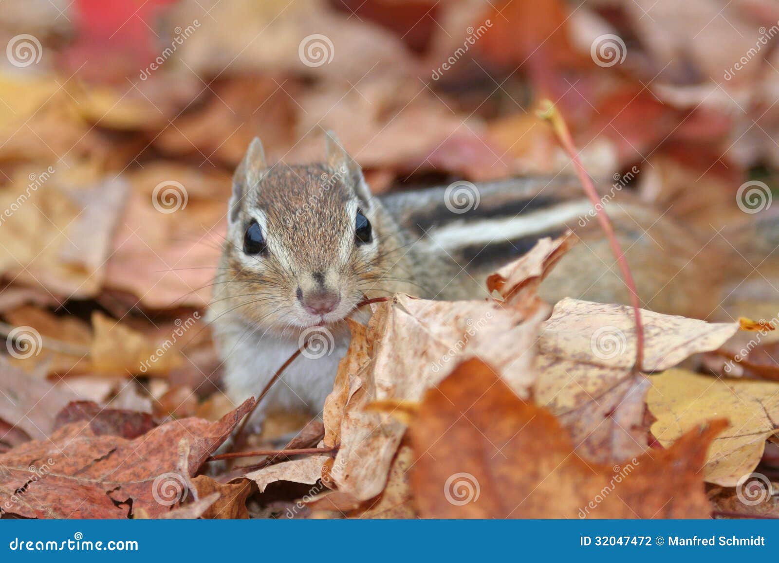 Chipmunk stock photo. Image of brown, species, environment - 32047472