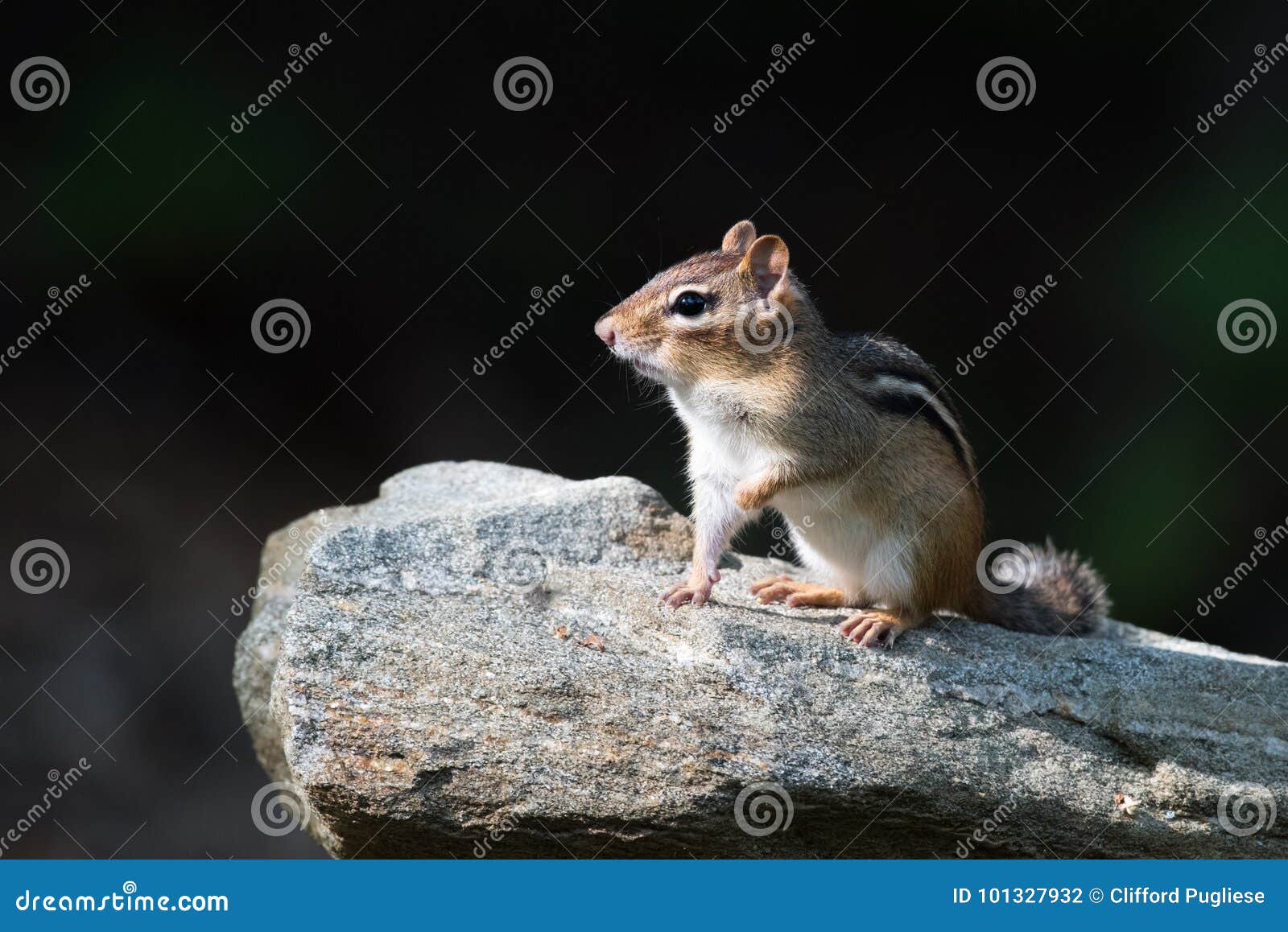 Chipmunk stock photo. Image of nature, sniff, green - 101327932