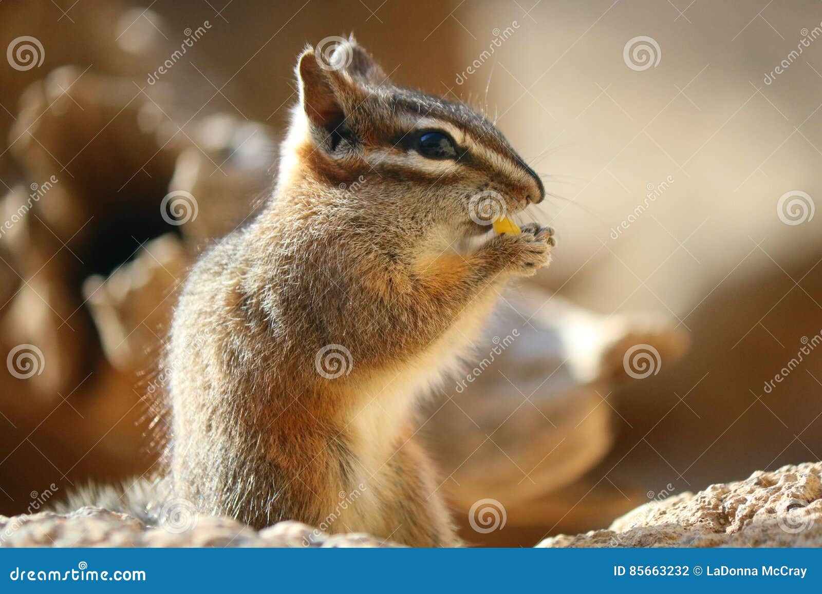 Chipmunk stock photo. Image of chipmunk, little, eating - 85663232