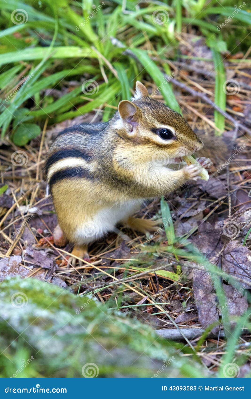 Chipmunk stock image. Image of potato, snacking, piece - 43093583