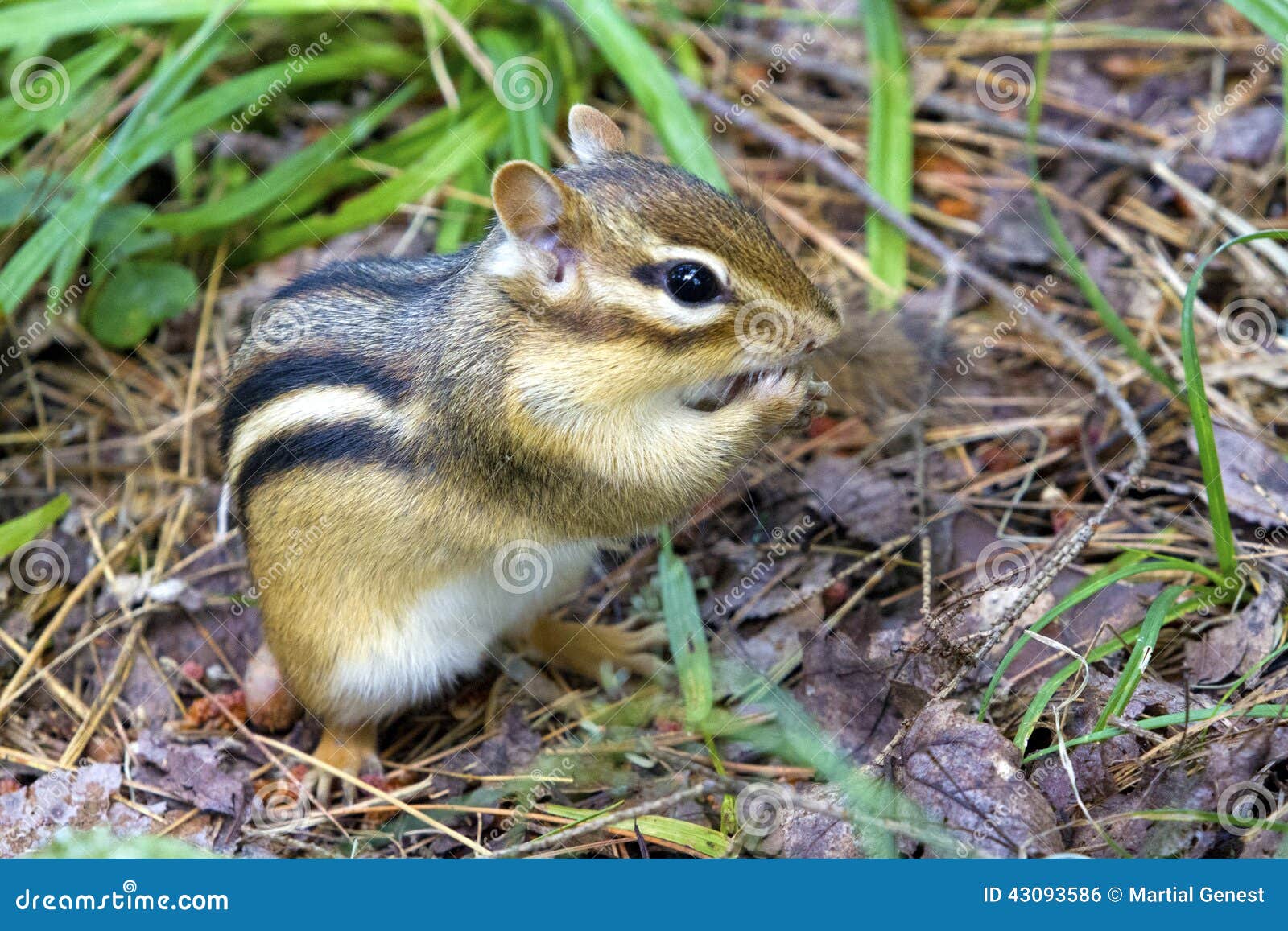 Chipmunk stock photo. Image of little, growling, rodent - 43093586