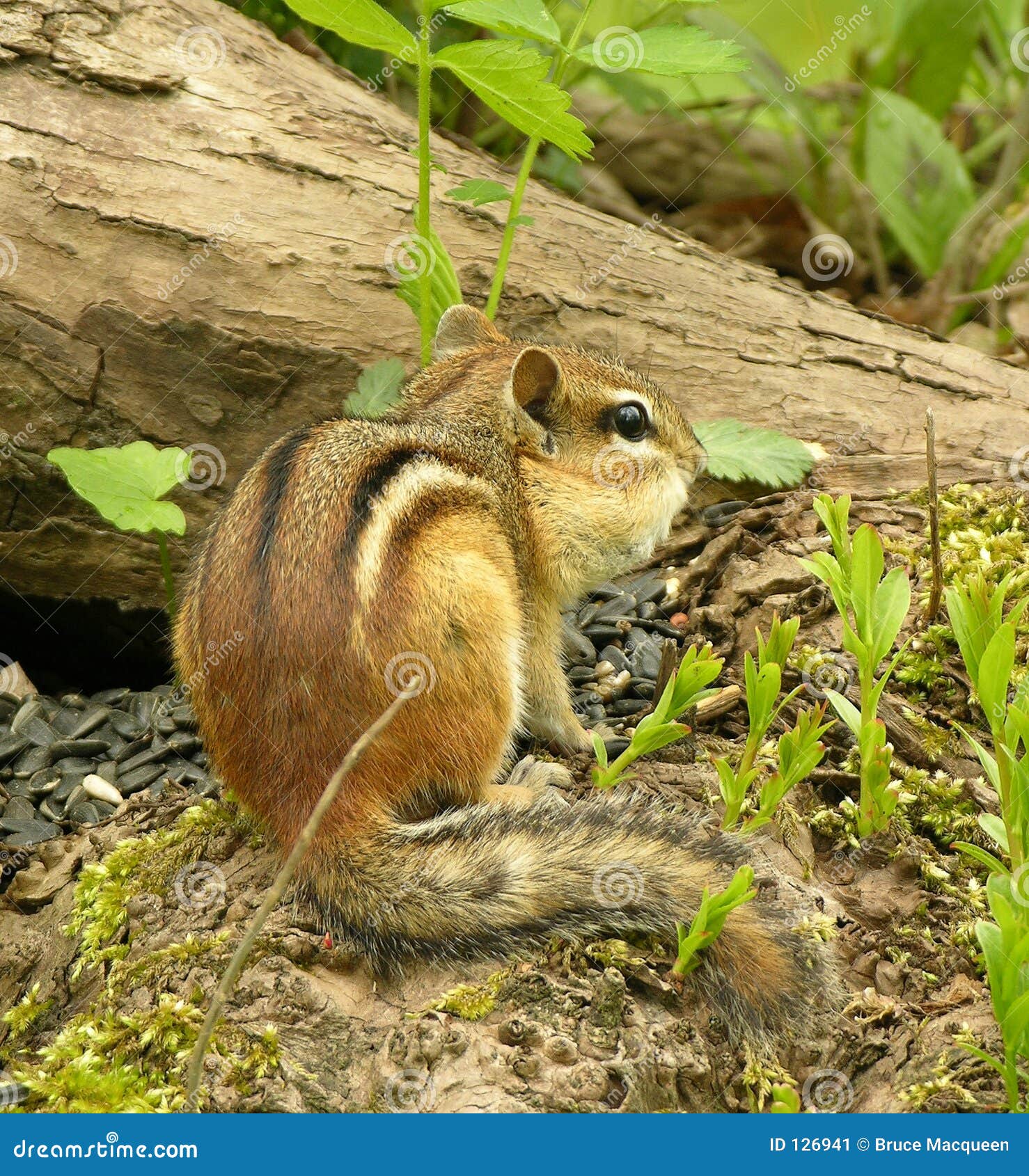 Chipmunk on a Log 1 stock image. Image of tree, forest - 126941