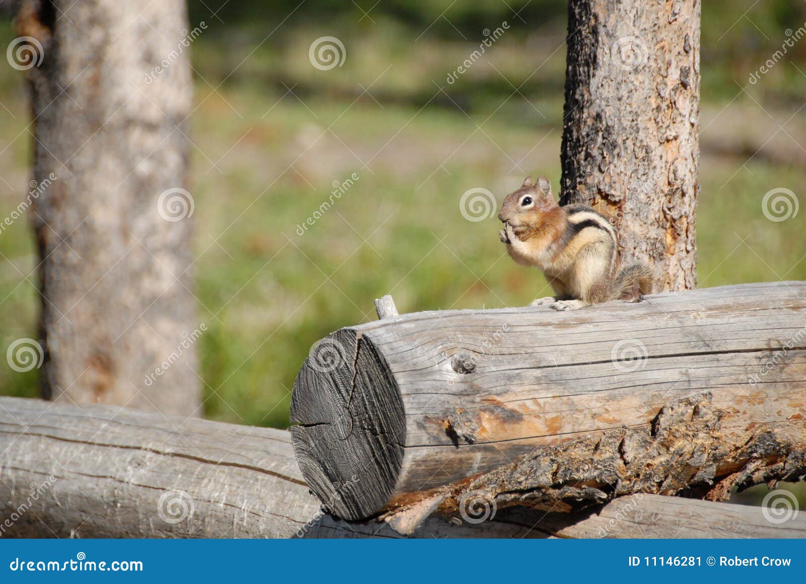 Chipmunk on Log stock image. Image of nature, outdoor - 11146281
