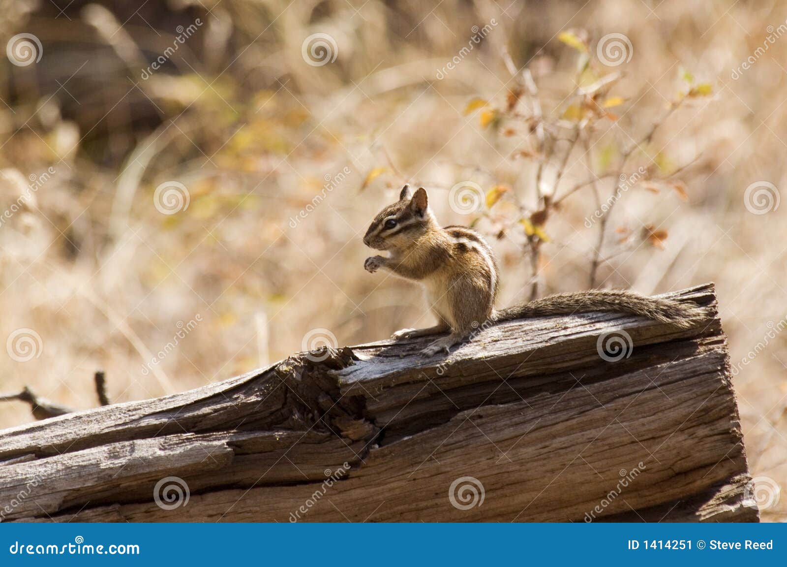 Chipmunk On Log Picture. Image: 1414251
