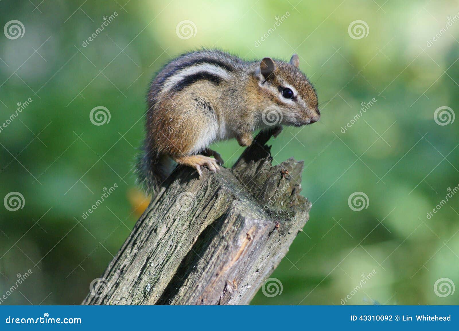 Chipmunk on Log. stock photo. Image of wildlife, feeding - 43310092