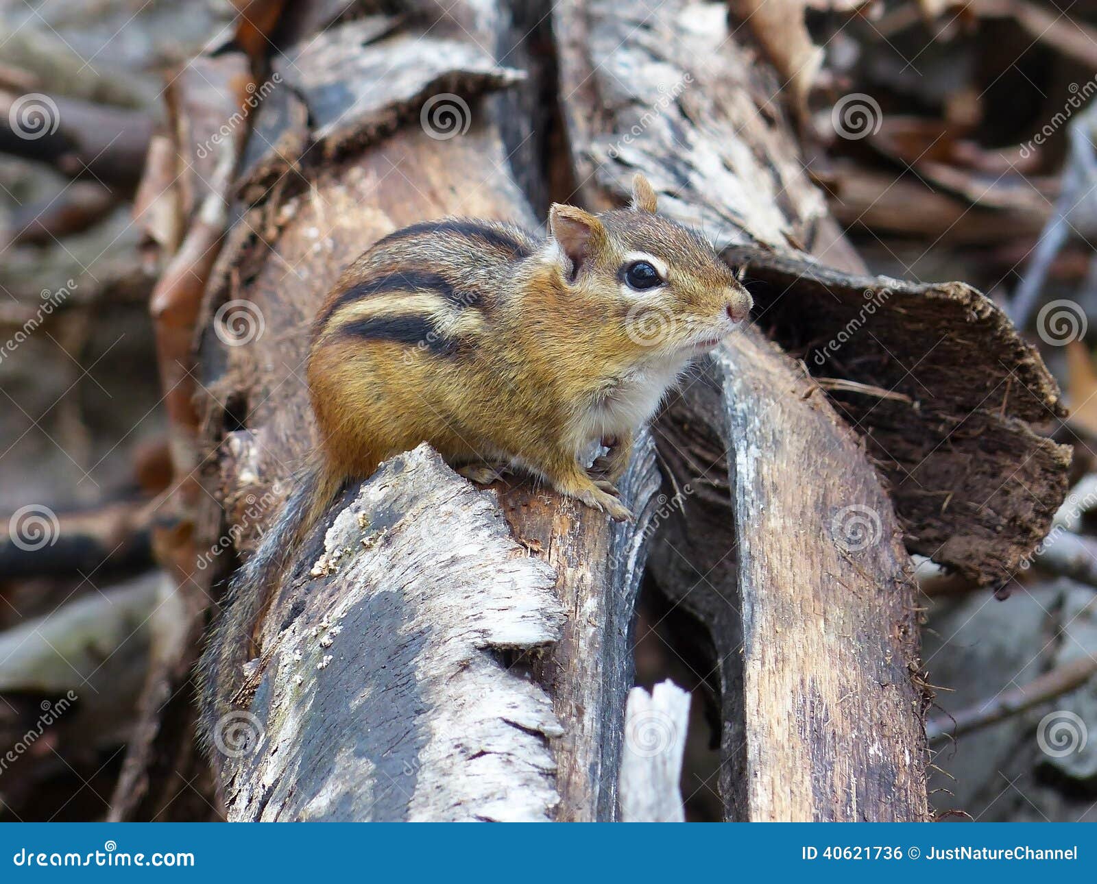 Chipmunk on a Log stock photo. Image of wildlife, forest - 40621736