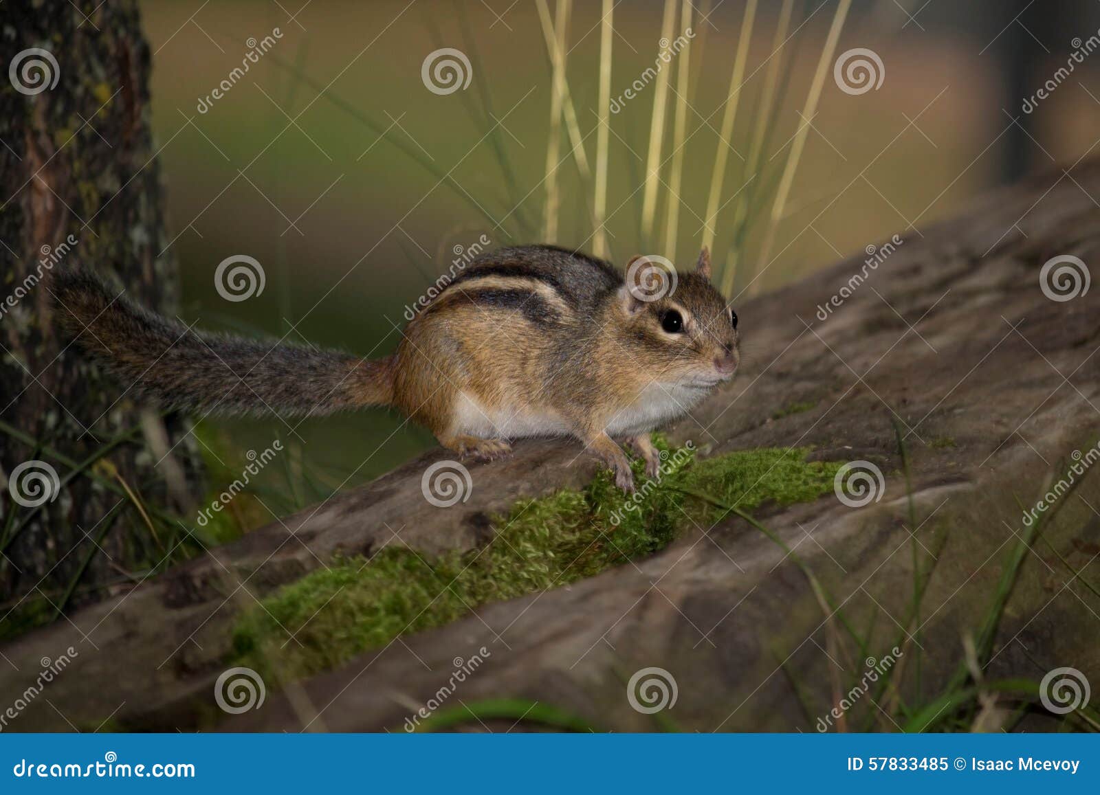 Chipmunk on a log stock image. Image of entrance, hard - 57833485