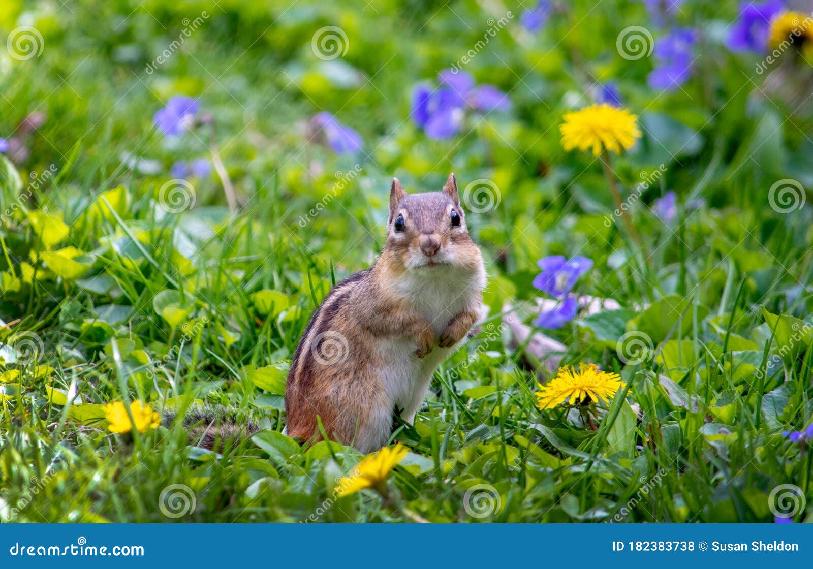 Chipmunk Looks into the Camera Stock Photo - Image of outdoor, creature ...