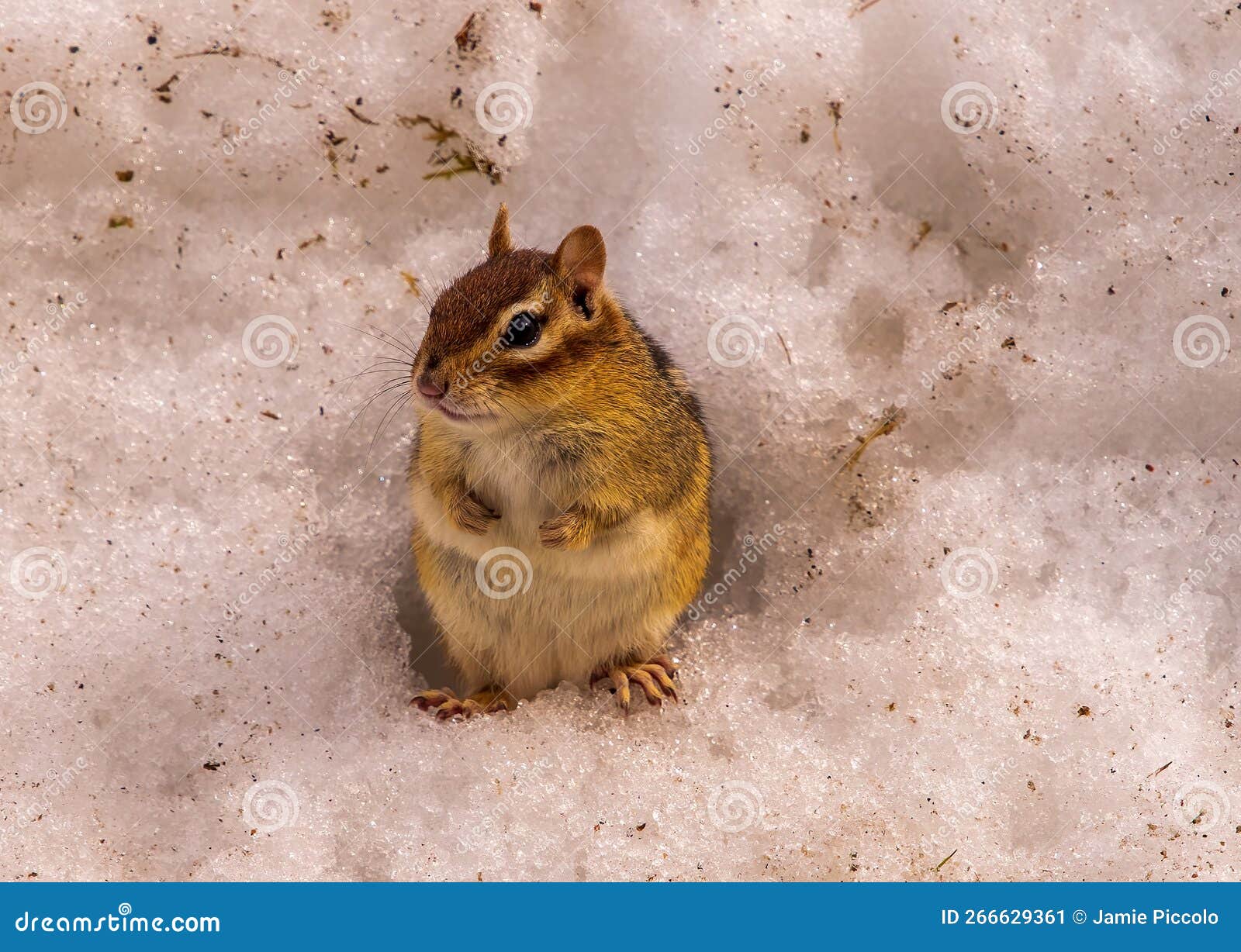 Chipmunk Made a Hole in the Snow Stock Image - Image of hole, chipmunk ...