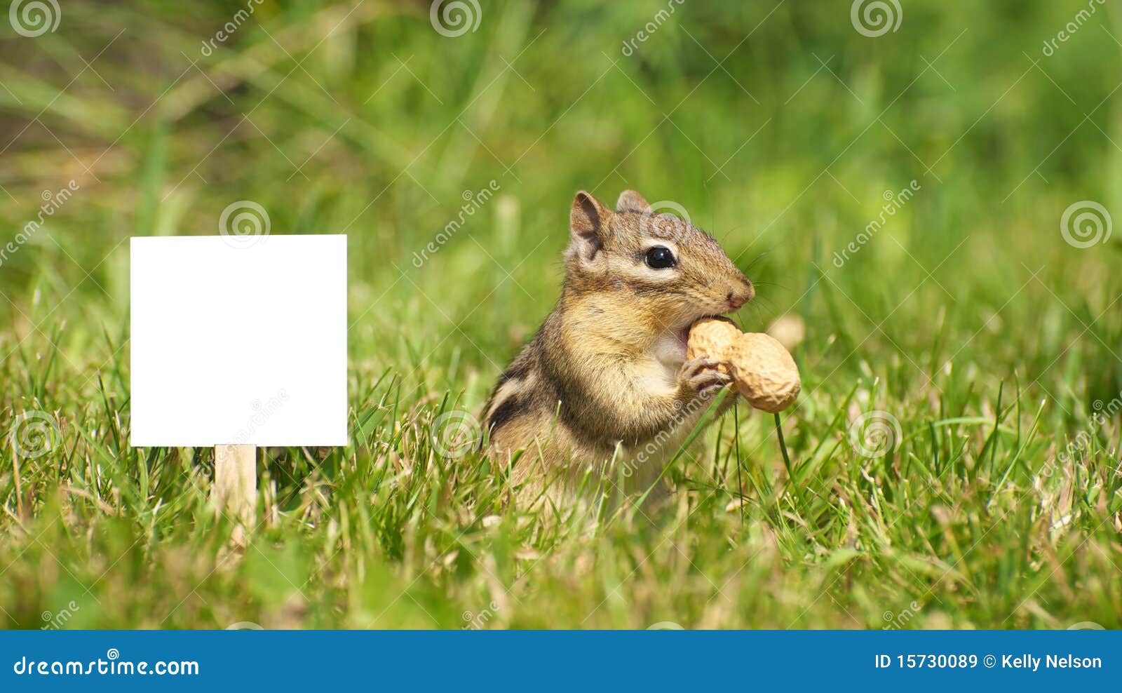Chipmunk Near Blank Sign with a Peanut. Stock Image - Image of fauna ...
