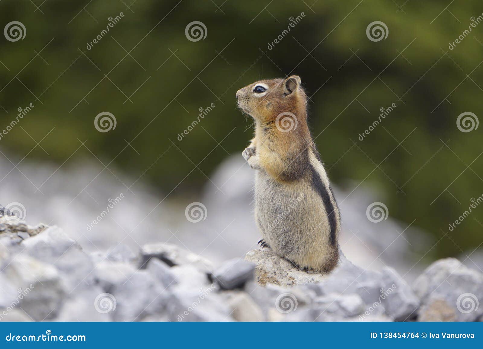 Chipmunk in north America stock photo. Image of national - 138454764