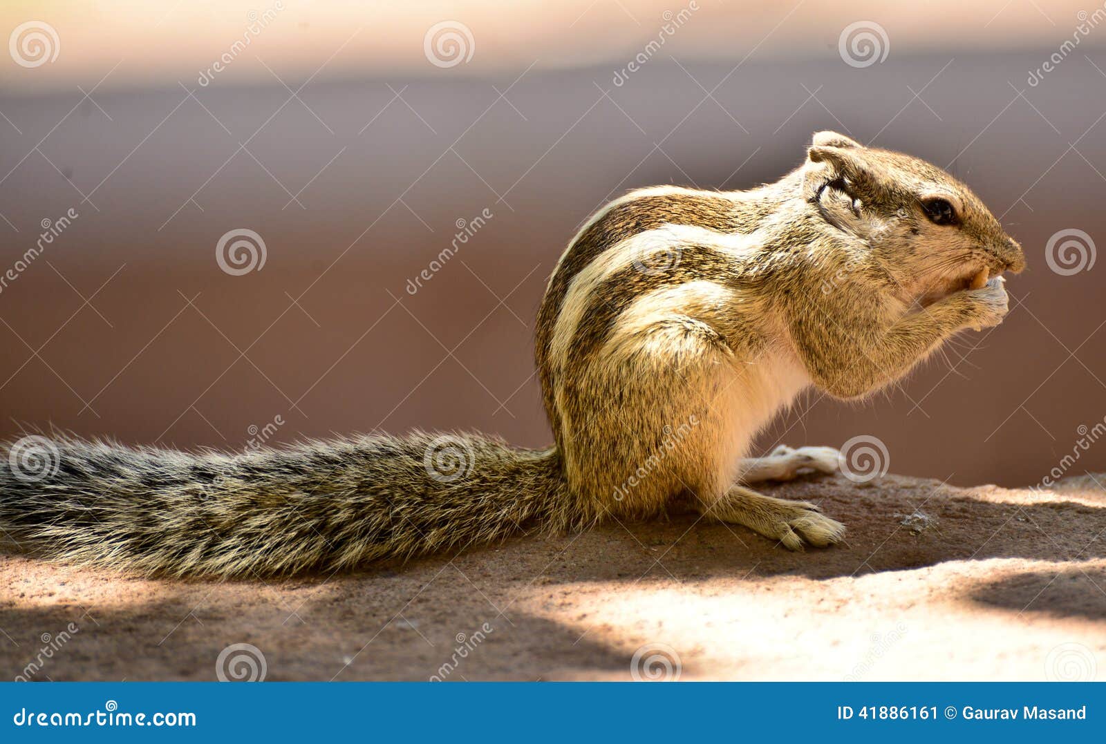 Chipmunk stock image. Image of chipmunk, feeding, spring - 41886161