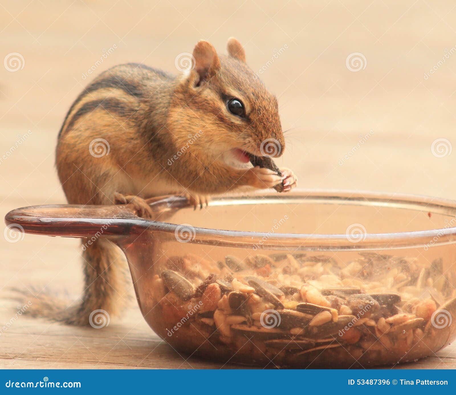 Chipmunk stock photo. Image of mouse, eating, chipmunkeating - 53487396