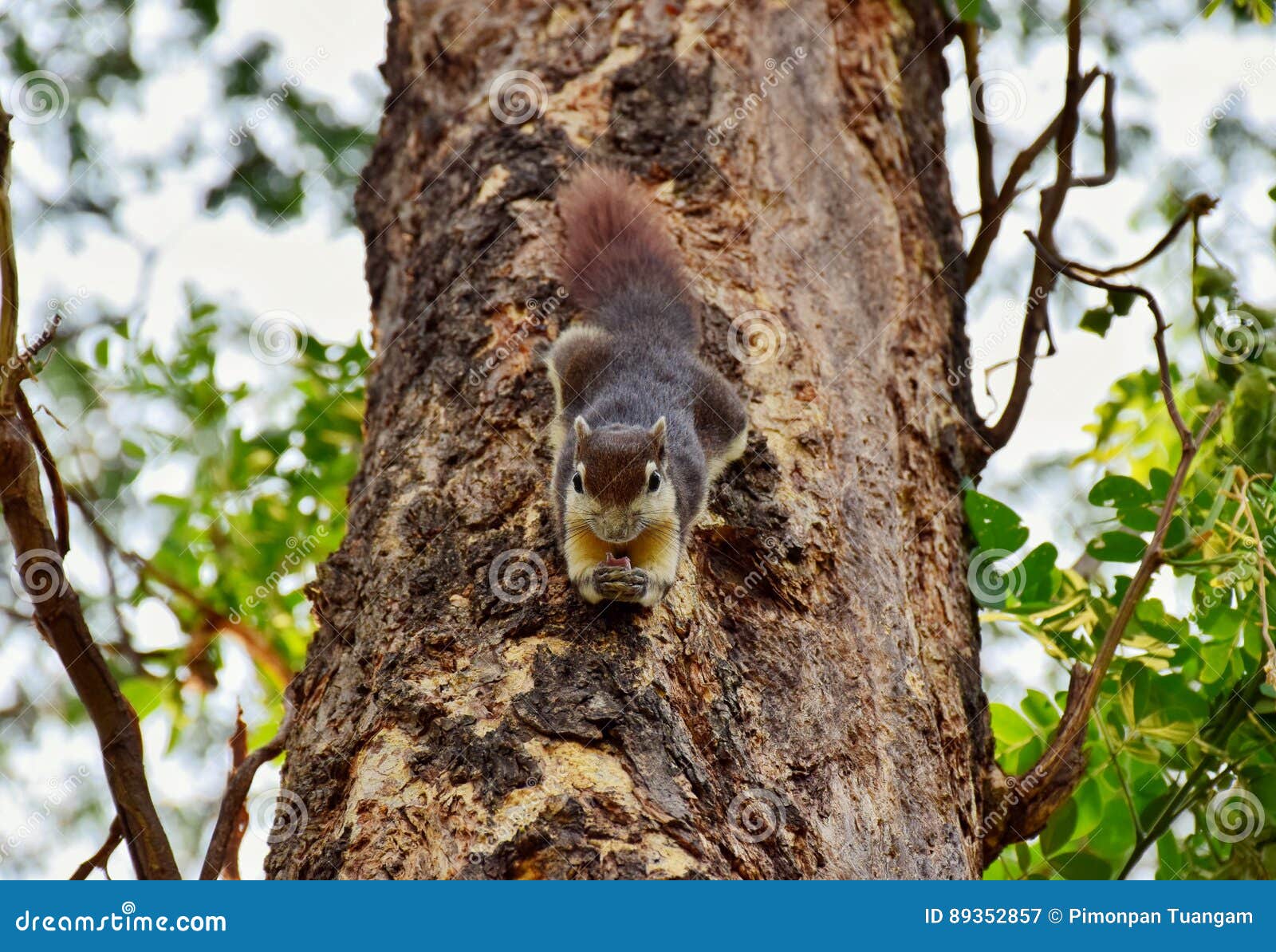 Chipmunk at the park. stock image. Image of cute, park - 89352857