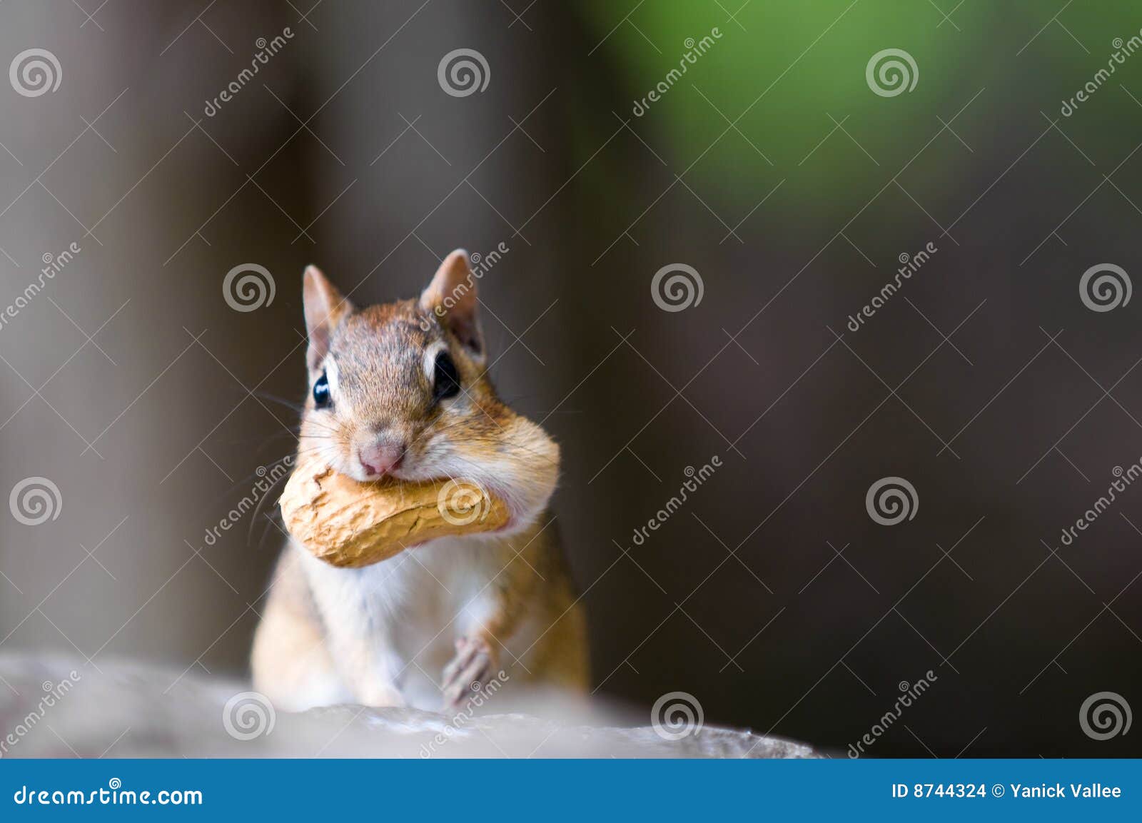 Chipmunk with peanut stock photo. Image of wildlife, minimus - 8744324