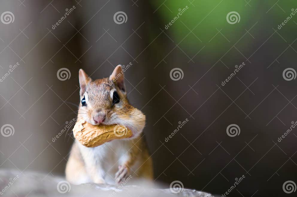 Chipmunk with peanut stock photo. Image of wildlife, minimus - 8744324