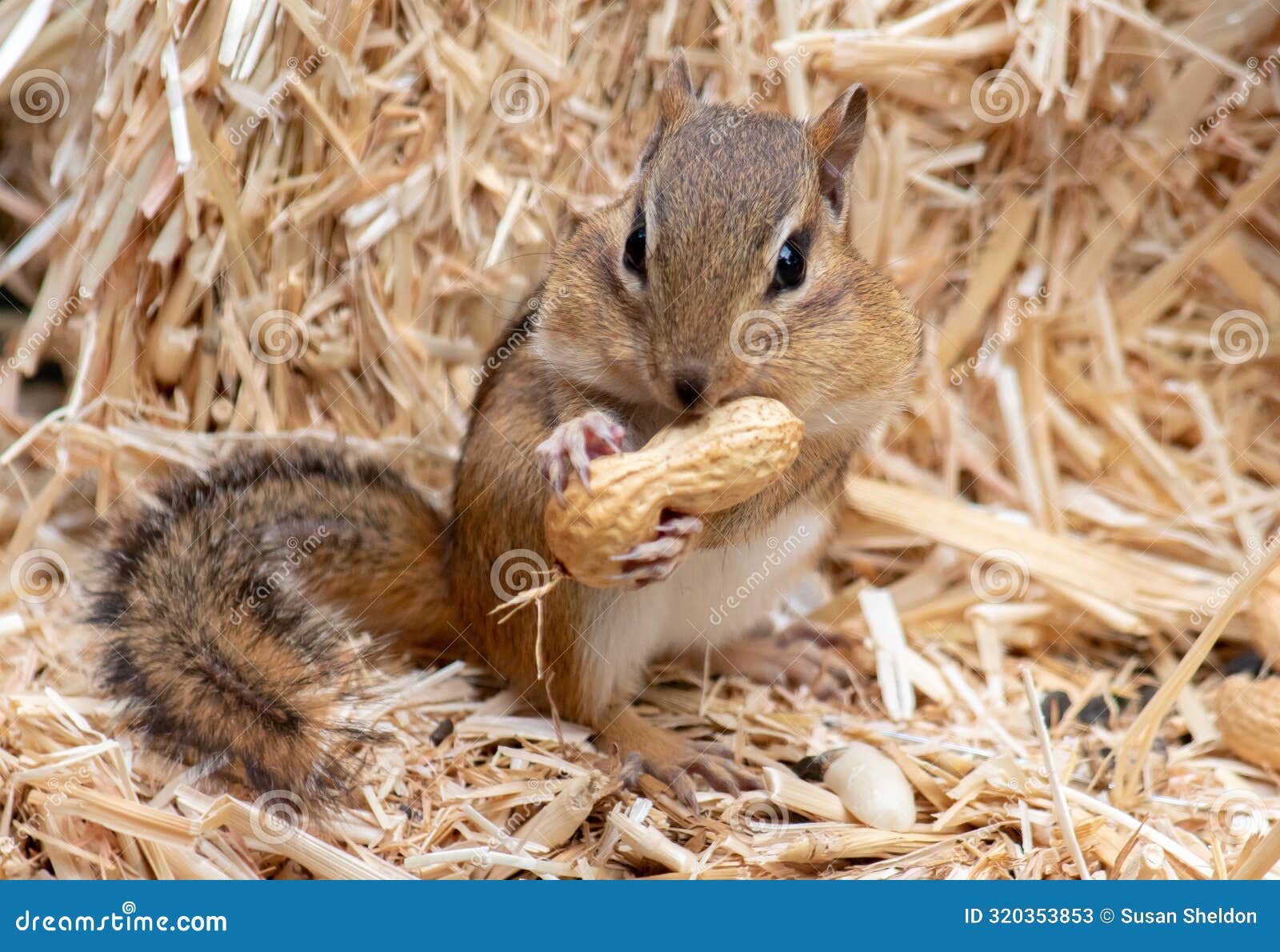 Chipmunk with Peanut in the Straw Stock Image - Image of daylight ...