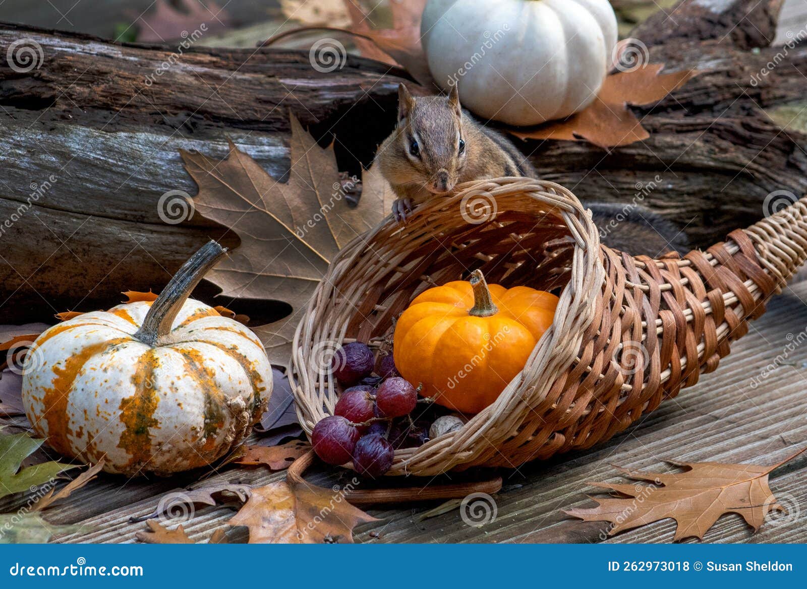 Chipmunk Peeking into a Cornucopia of Food Stock Photo - Image of ...