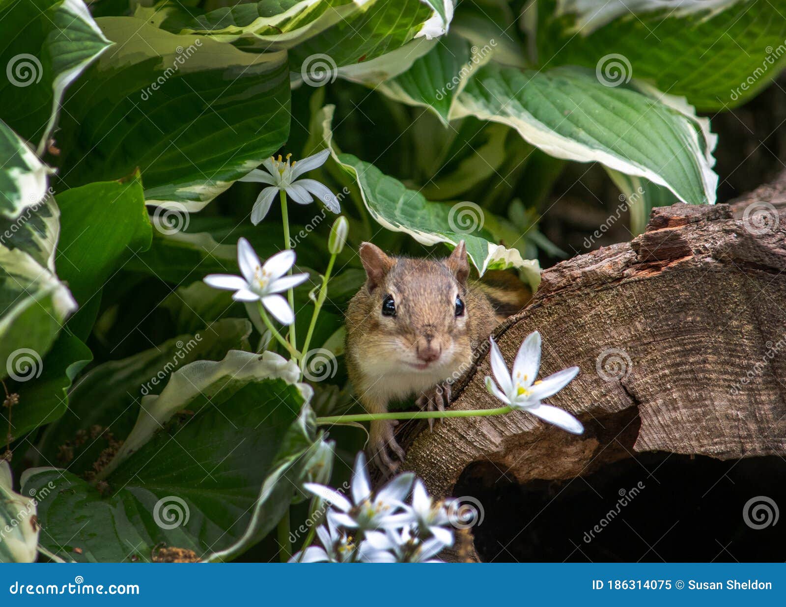 Chipmunk Peeks Out from Behind White Spring Flowers Stock Image - Image ...