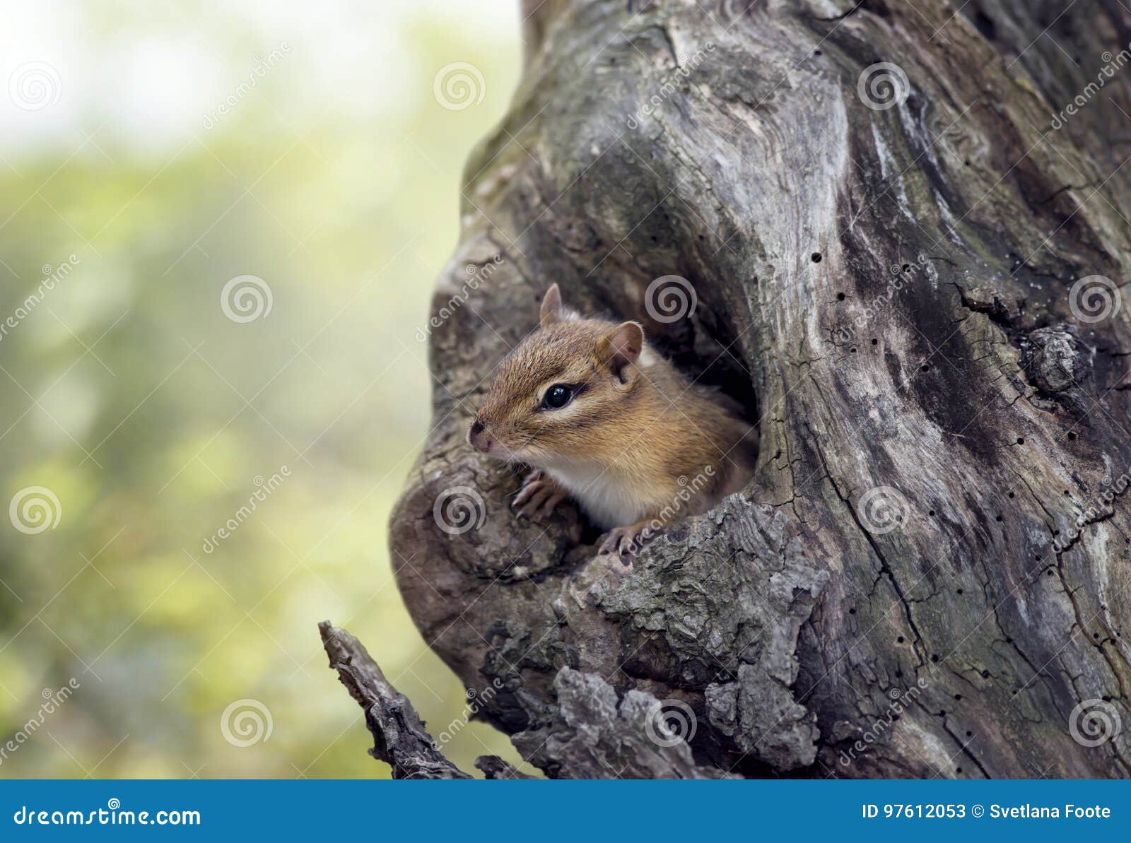 Chipmunk Peeks from a Tree Hole Stock Image - Image of mammal, wildlife ...