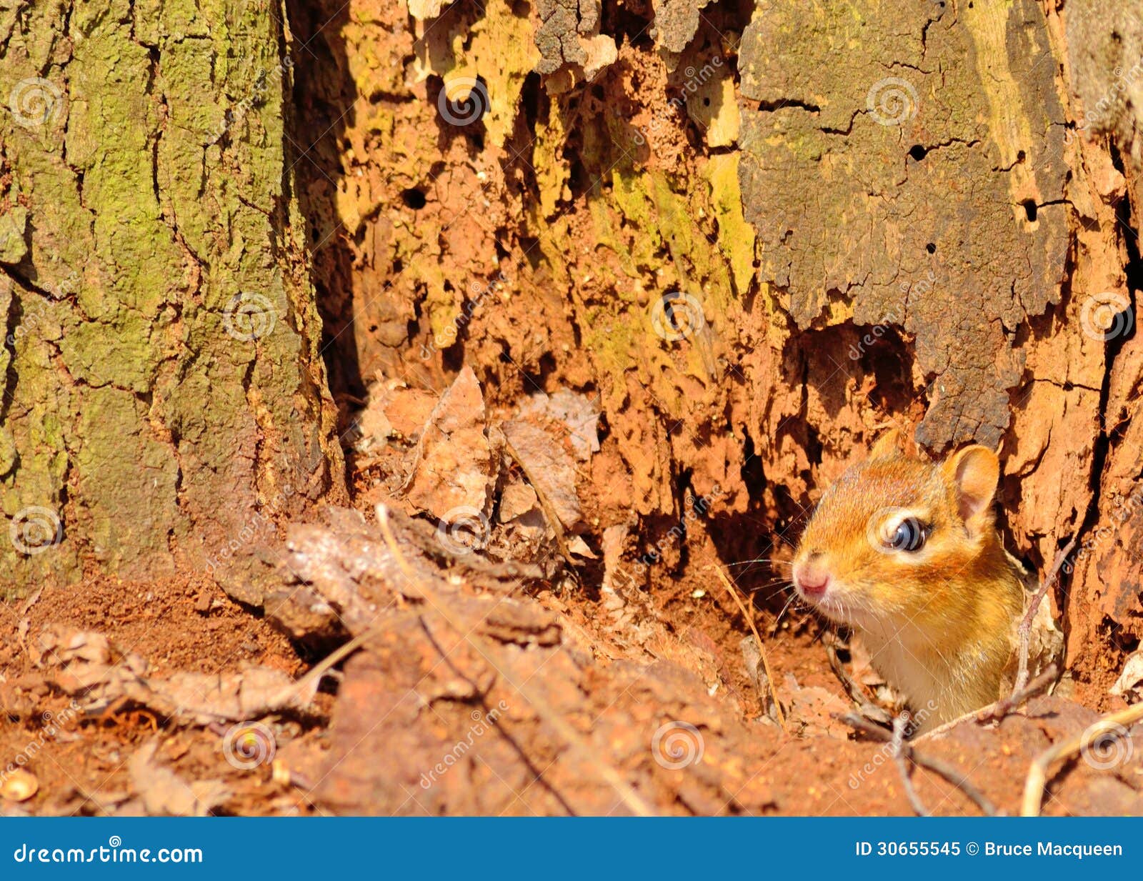 Chipmunk stock image. Image of animal, closeup, wild - 30655545