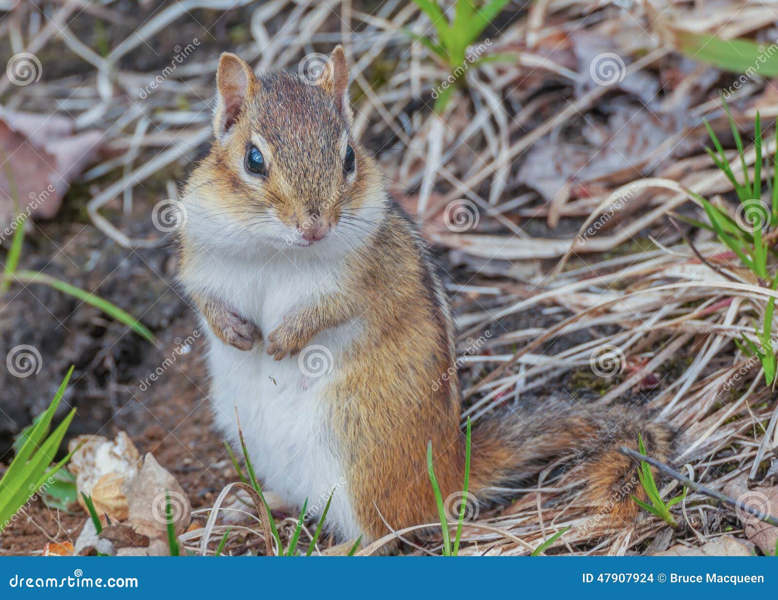 Chipmunk stock photo. Image of greedy, outdoors, rodent - 47907924
