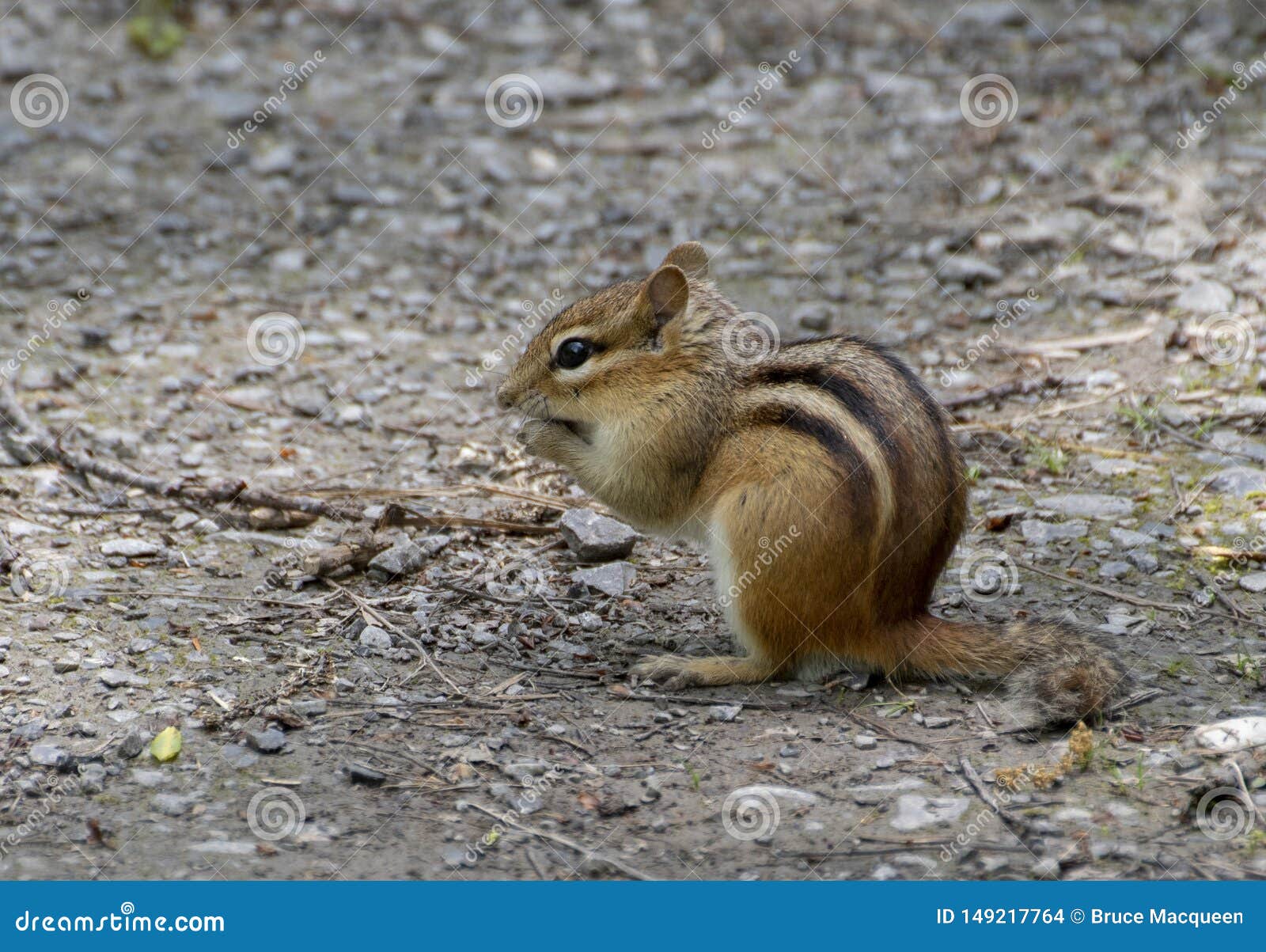 Chipmunk Perched on the Ground Stock Photo - Image of mammal, animal ...