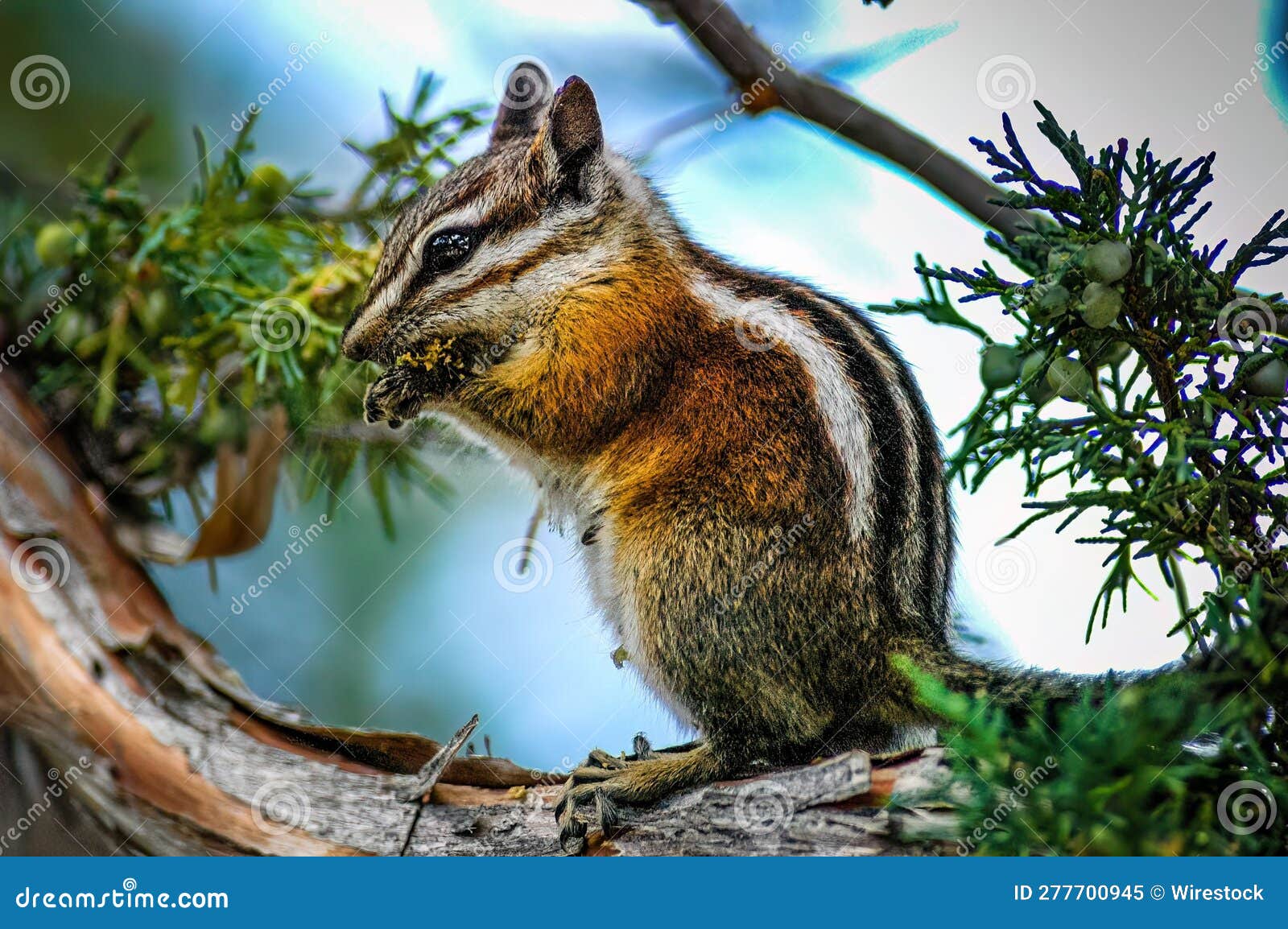 Chipmunk Perched on a Tree Branch Eating Stock Image - Image of ...