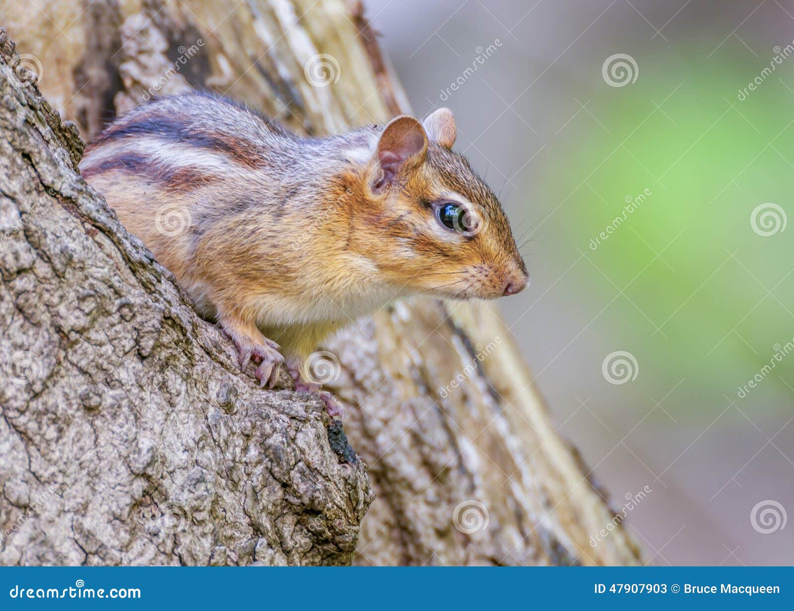 Chipmunk stock image. Image of chipmunk, rodent, nature - 47907903