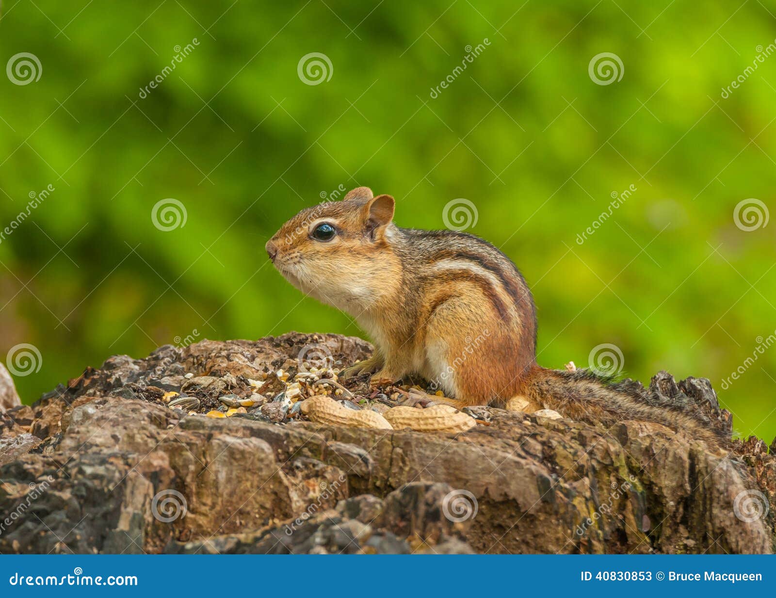 Chipmunk stock image. Image of nature, adorable, greedy - 40830853