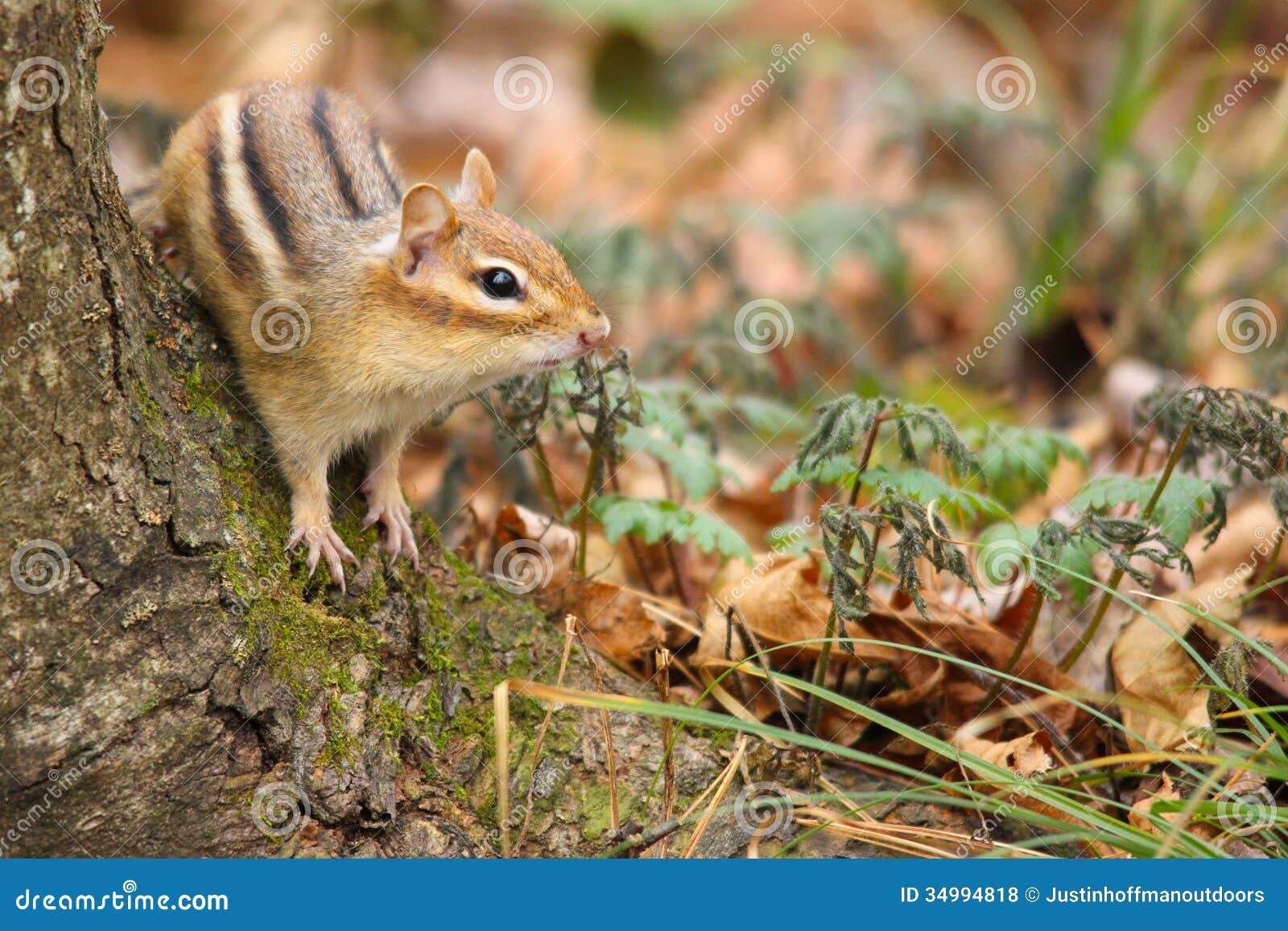 Chipmunk stock photo. Image of nature, playful, face - 34994818