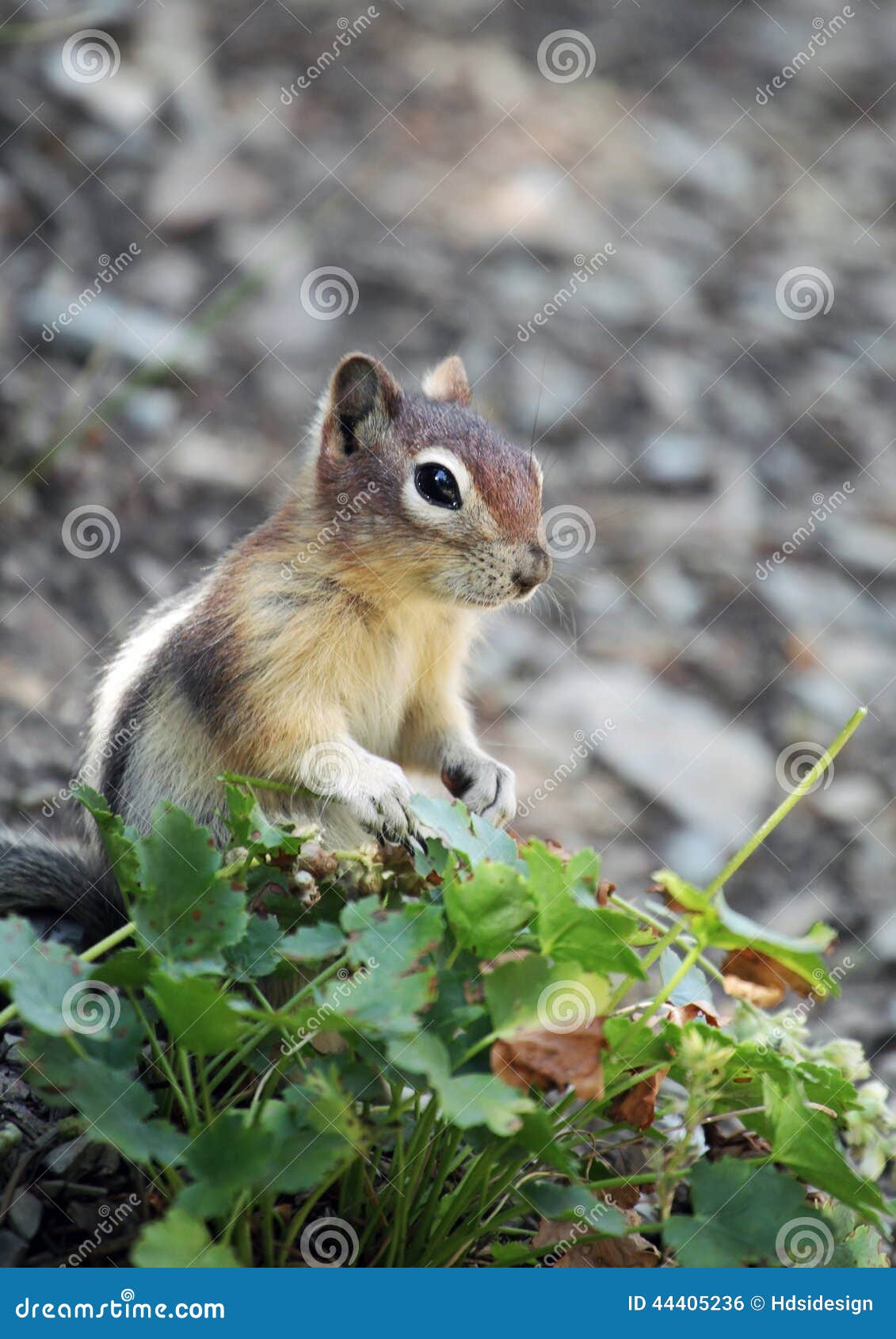Chipmunk stock photo. Image of closeup, fluffy, cute - 44405236