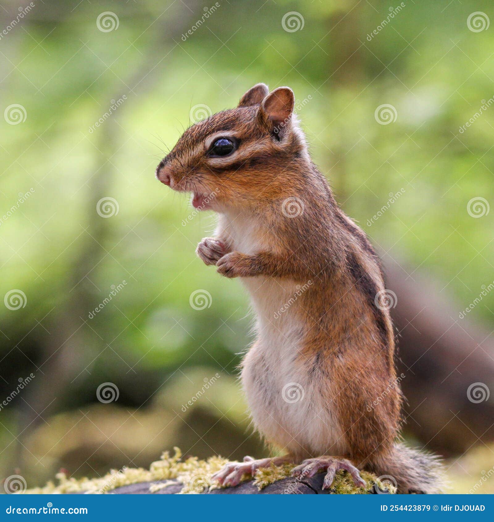 Chipmunk Portrait in the Forest Stock Image - Image of mammal, gerbil ...