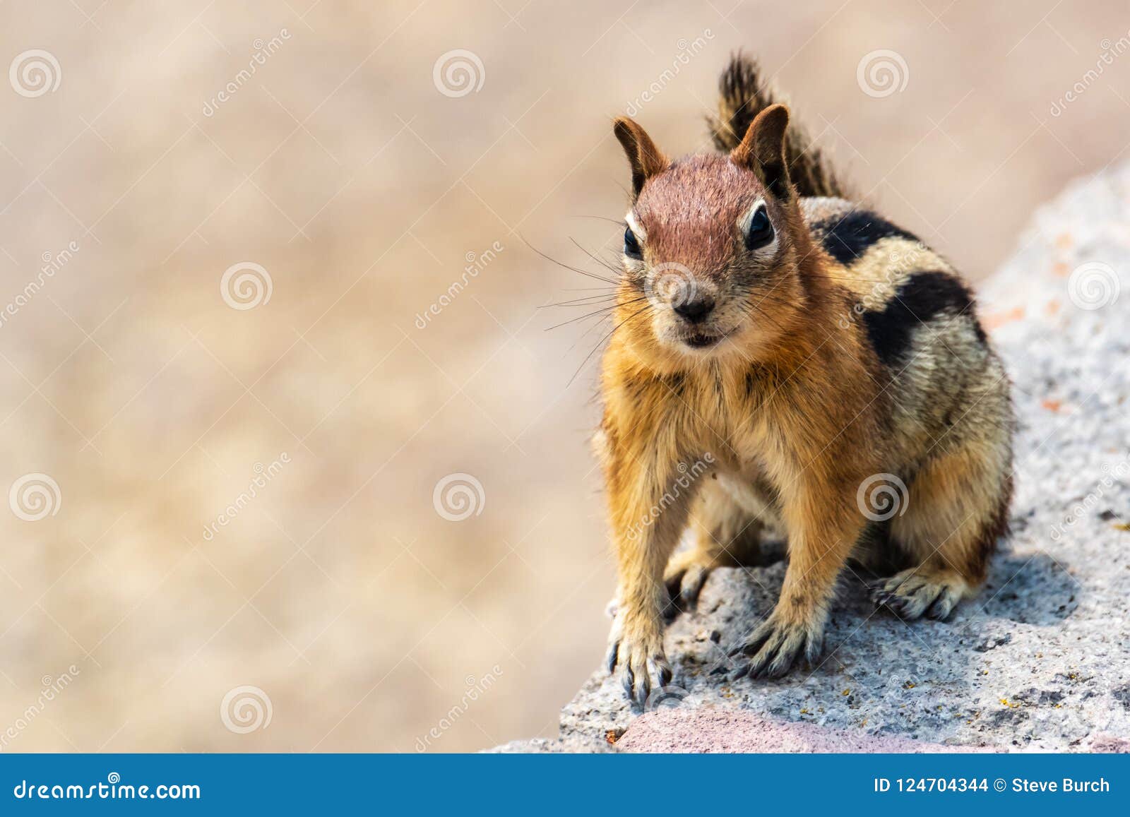 Chipmunk Portrait stock photo. Image of friendly, smiling - 124704344