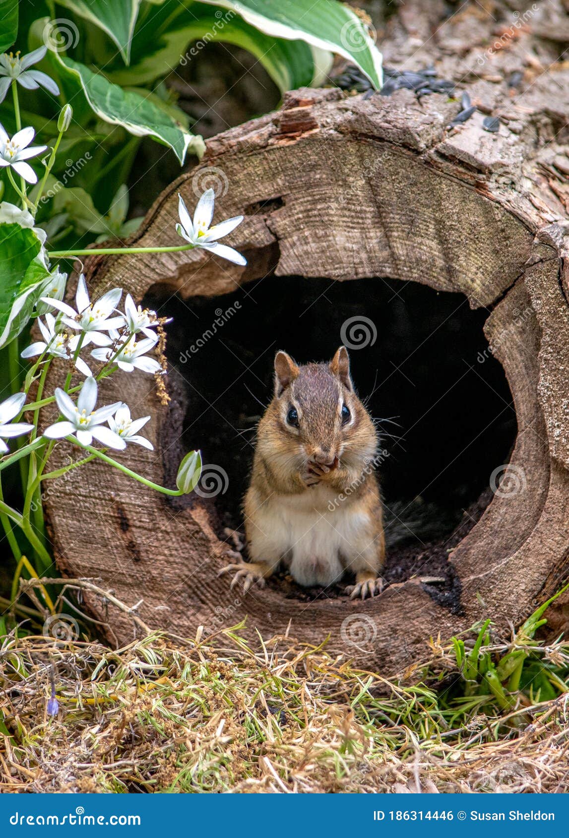 Chipmunk Poses in a Hollowed Out Log Stock Photo - Image of alert ...