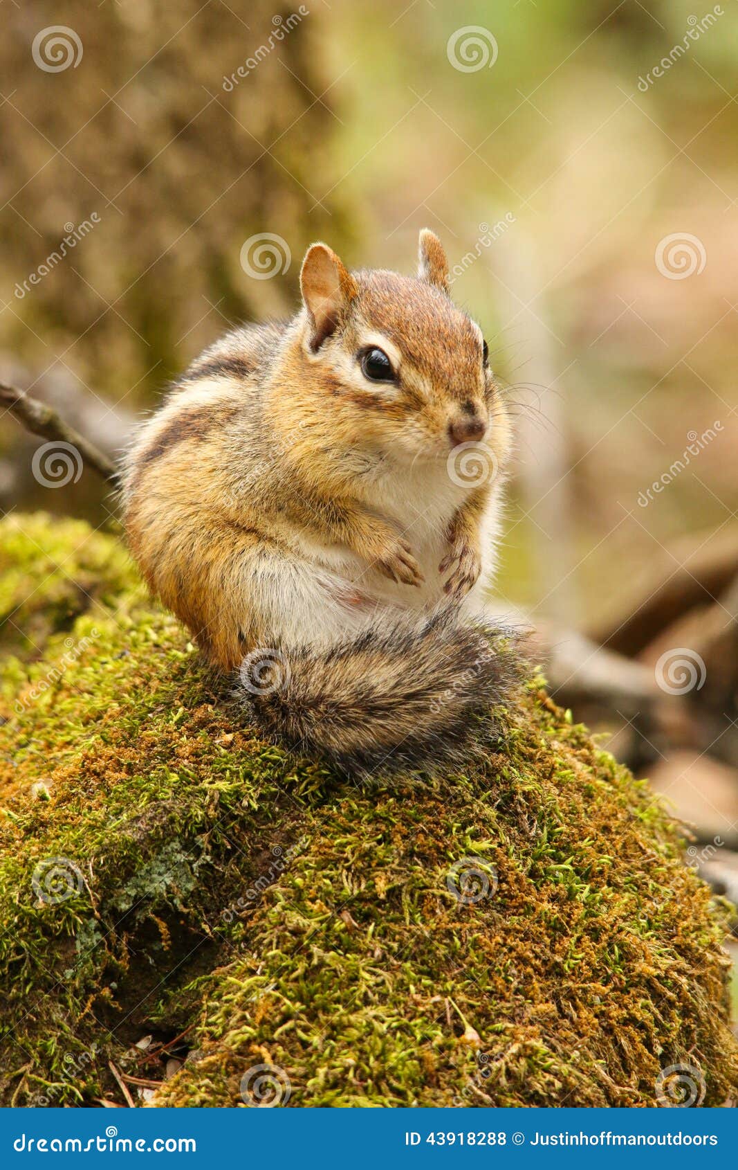 Chipmunk stock photo. Image of poses, tree, game, animal - 43918288