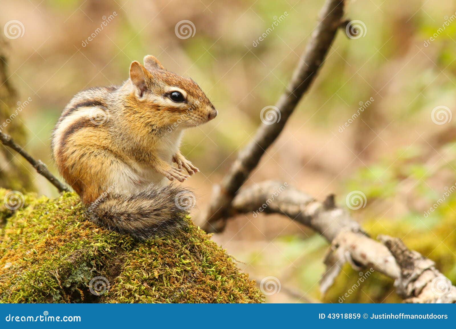 Chipmunk stock image. Image of mammal, stump, pose, moss - 43918859