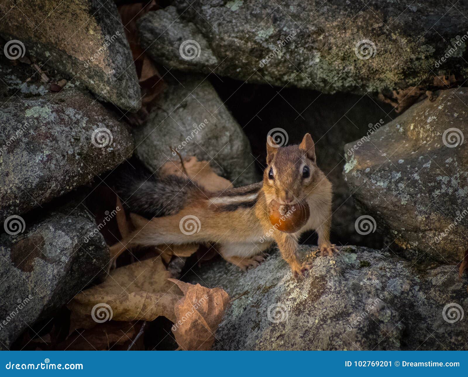 Chipmunk posing stock image. Image of nature, fall, animal - 102769201