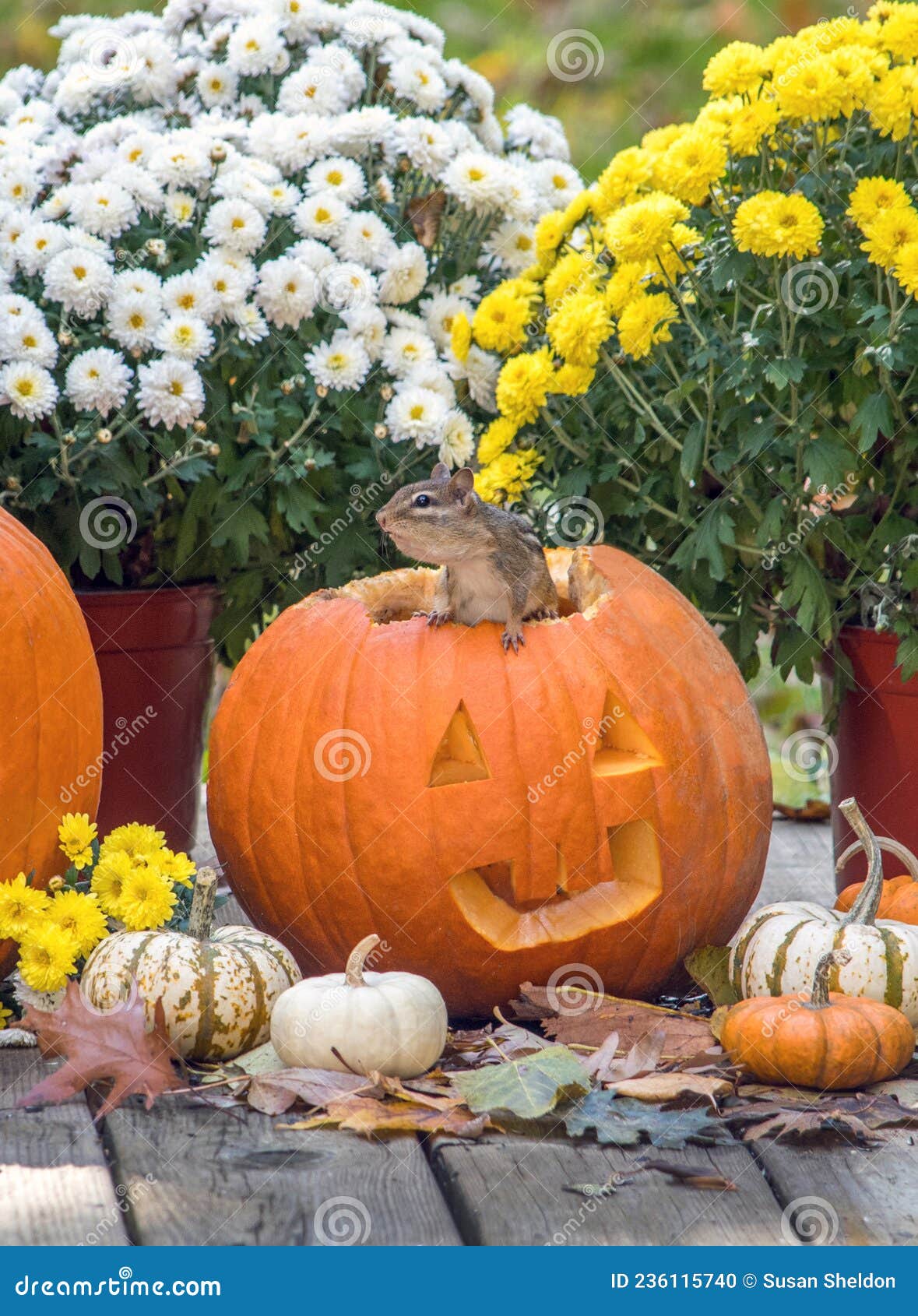 Chipmunk Ready for Halloween Fun Stock Photo - Image of closeup ...