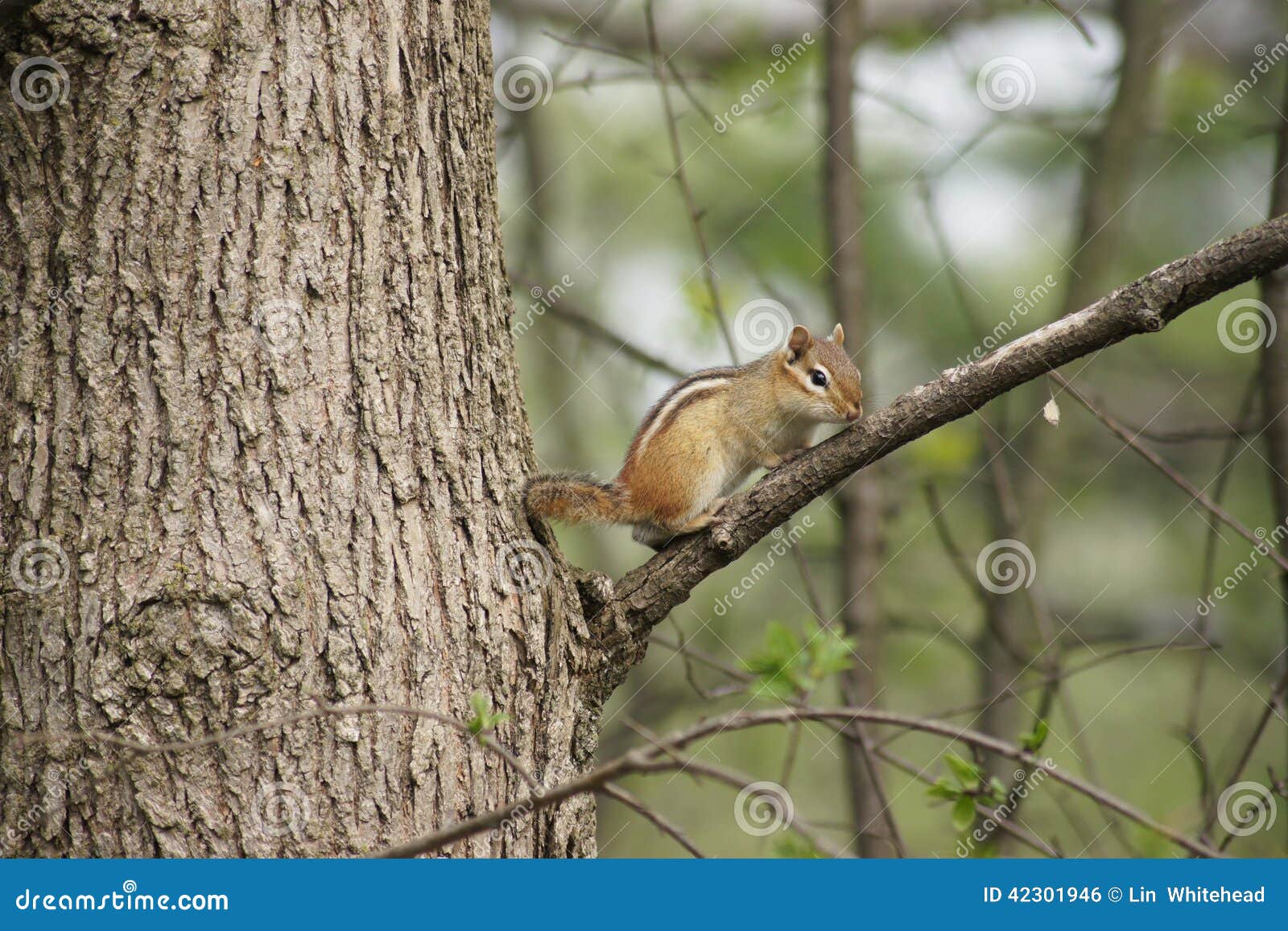 Chipmunk Resting on a Branch. Stock Photo - Image of resting, small ...
