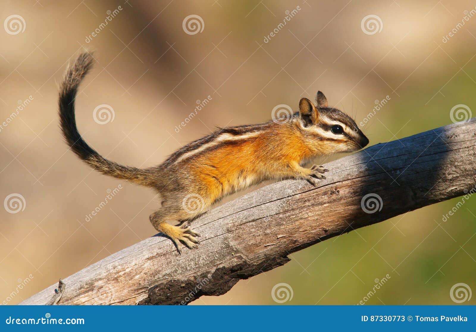 Chipmunk stock image. Image of detail, animal, brown - 87330773