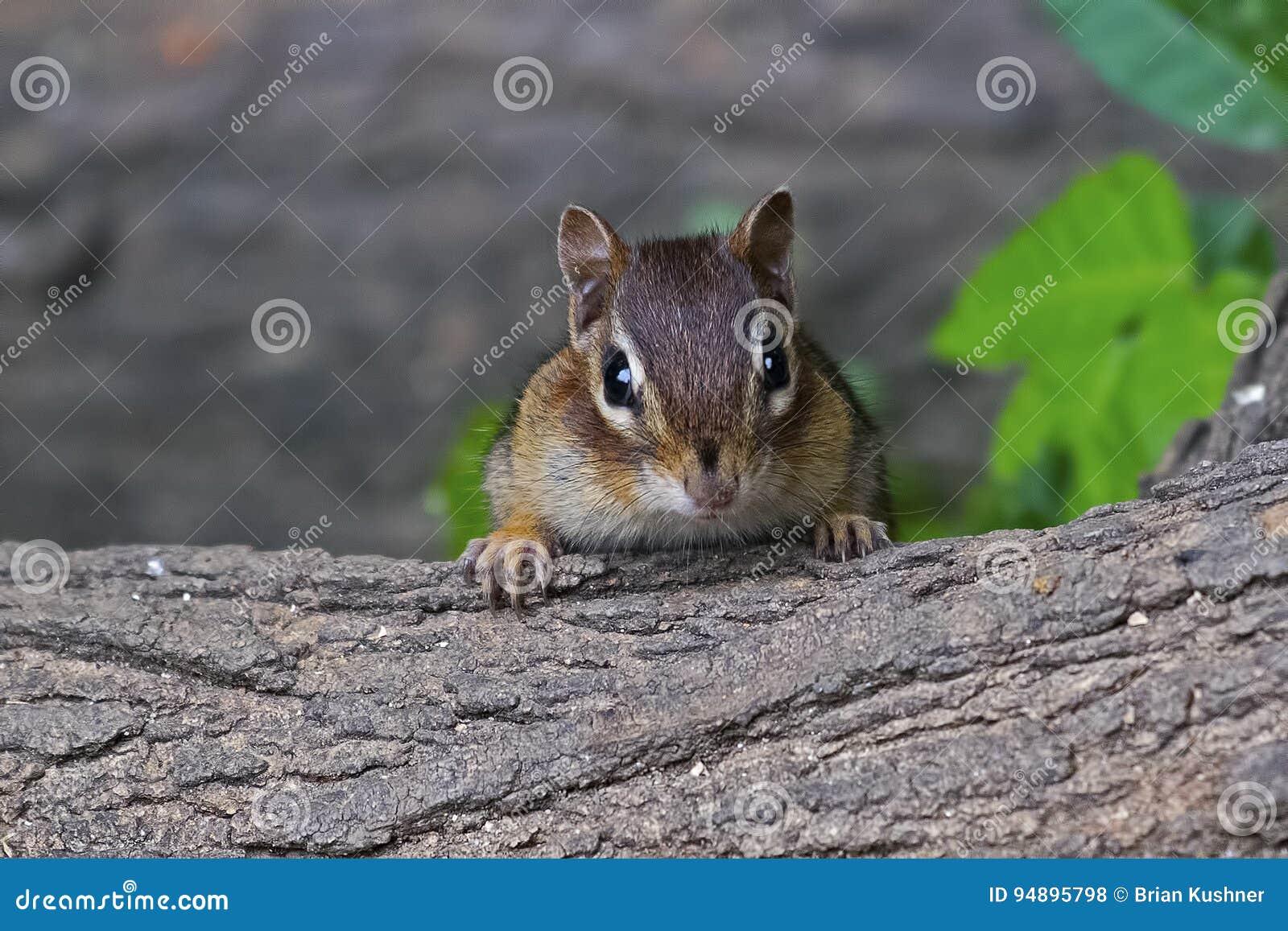 Chipmunk stock photo. Image of nature, stuffing, resting - 94895798