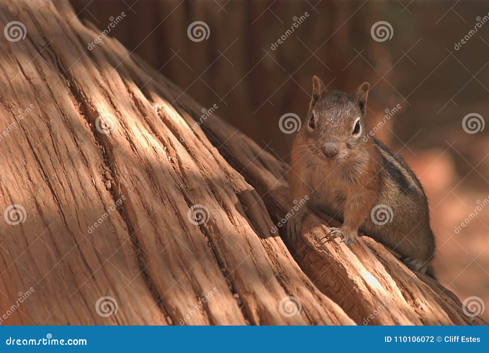 Bryce Canyon Critter stock photo. Image of wildlife - 110106072