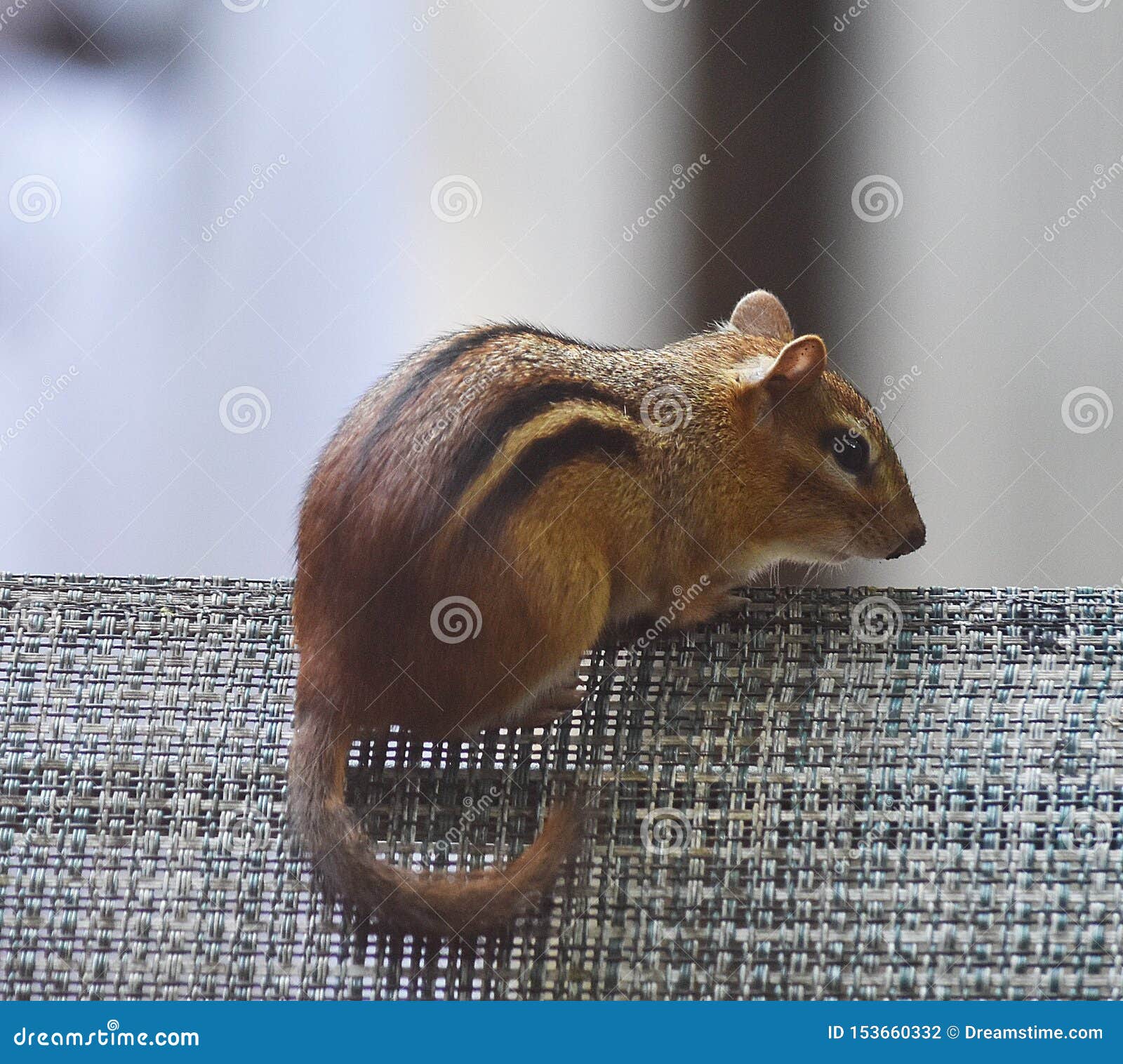 Chippy the Chipmunk stock photo. Image of casting, critter - 153660332