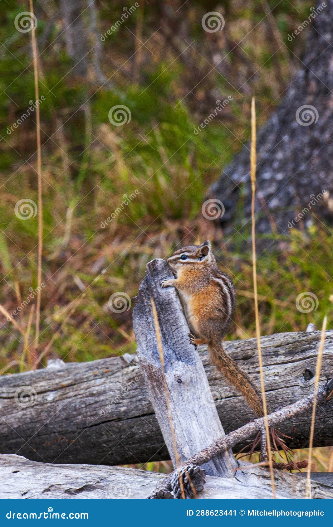 Chipmunk Resting on Tree Stump Stock Image - Image of forest, mammal ...