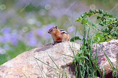 Chipmunk on rock in meadow stock photo. Image of nature - 6217010